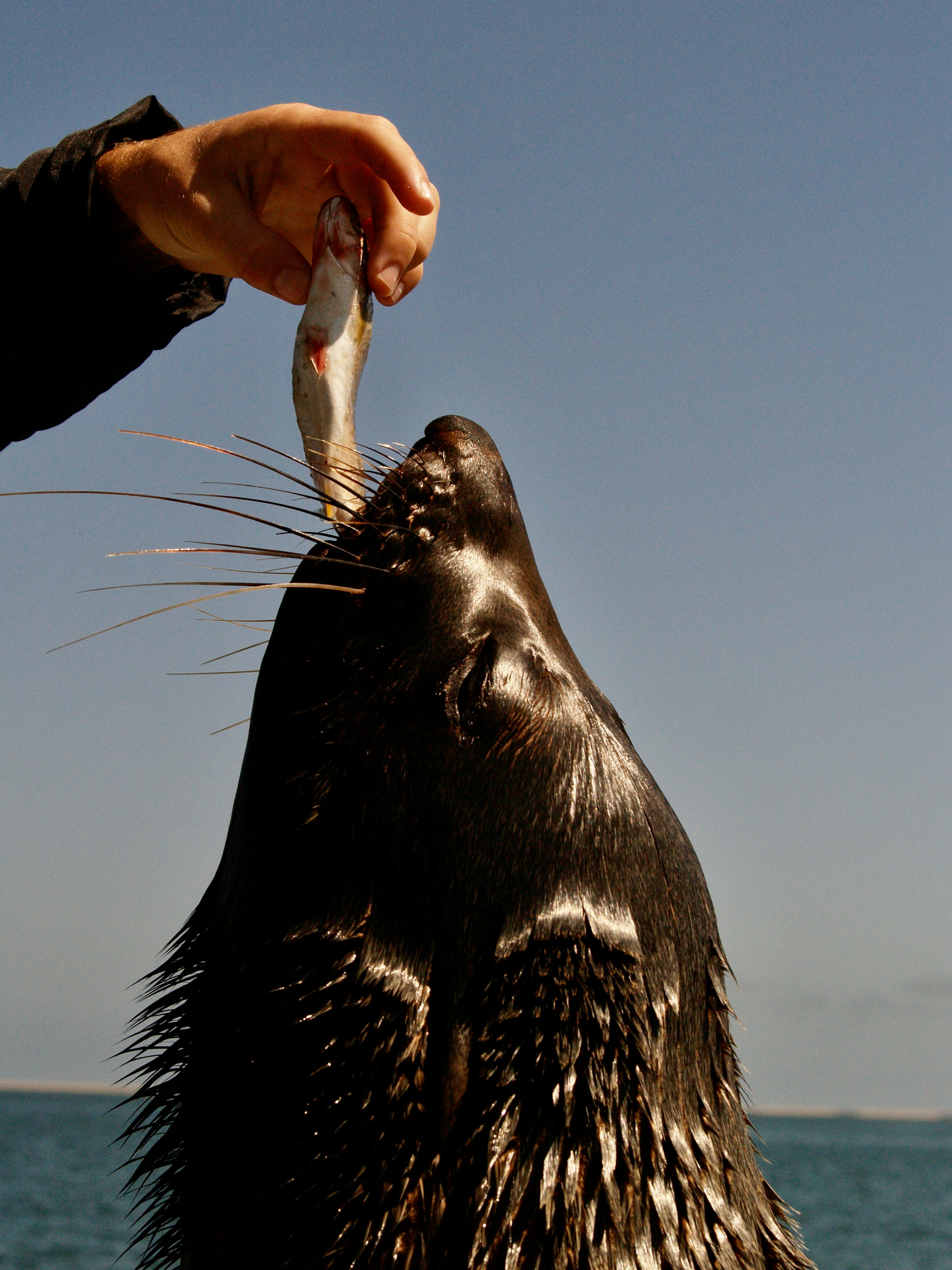 Black sea lion tilts toward a fish offered from above, with a calm sea and clear sky in the background.