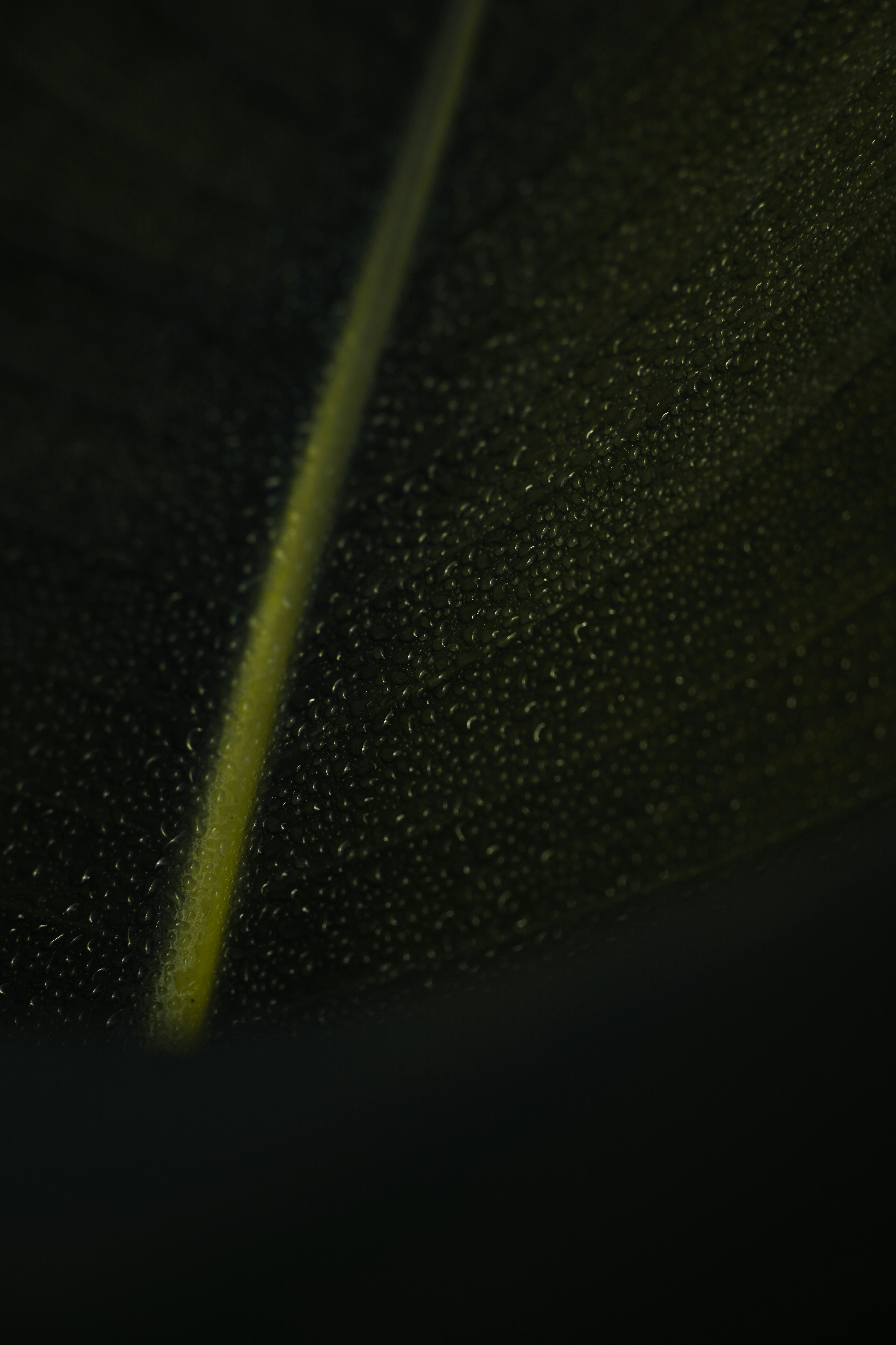 Midrib Glow: A Close-Up of Leaf Texture under Dusk Light