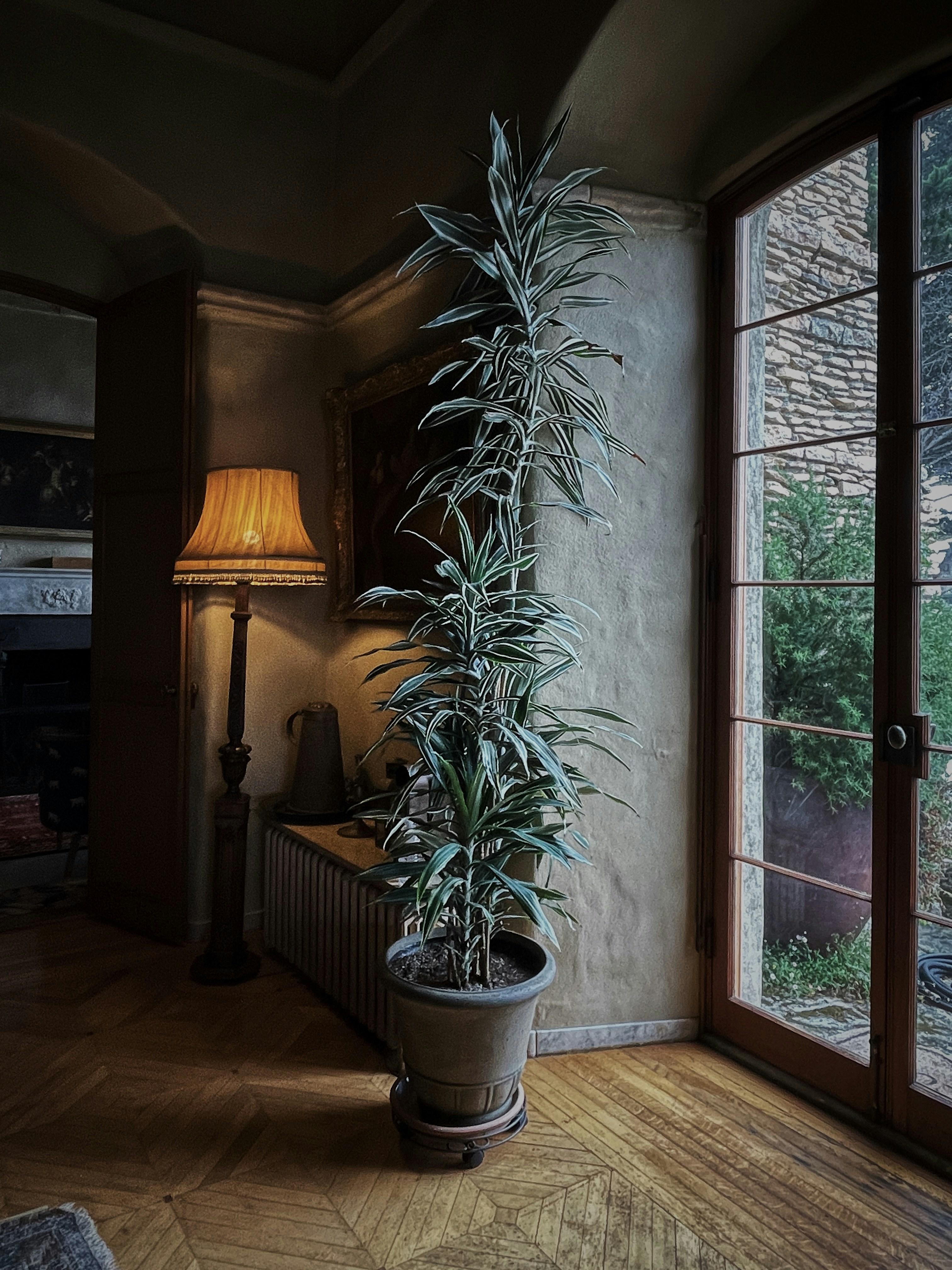 Verdant Sentinel by the Glass Door: A Tall Indoor Plant in Soft Evening Light