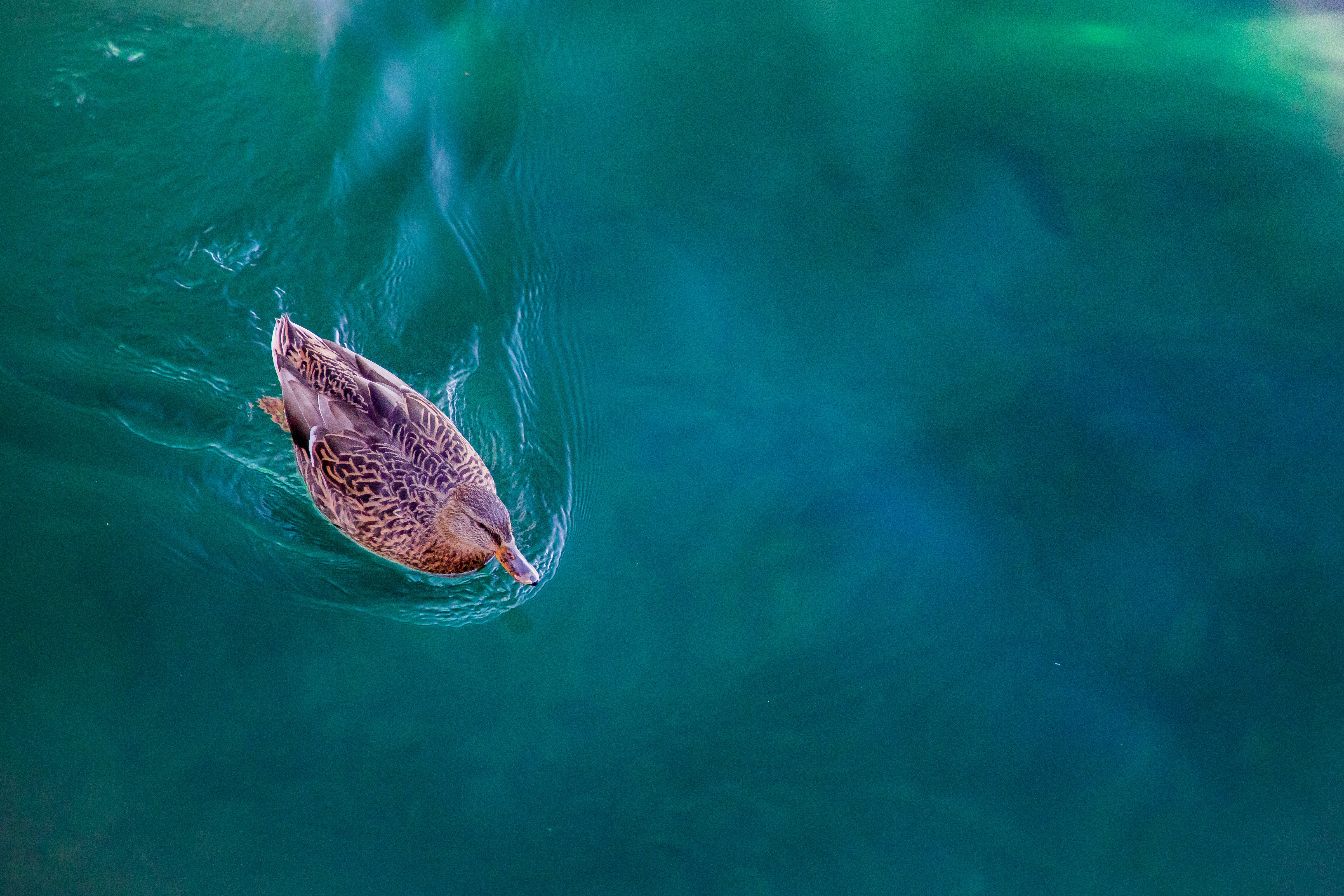 Spotted Seabird Tracing a Turquoise Wake