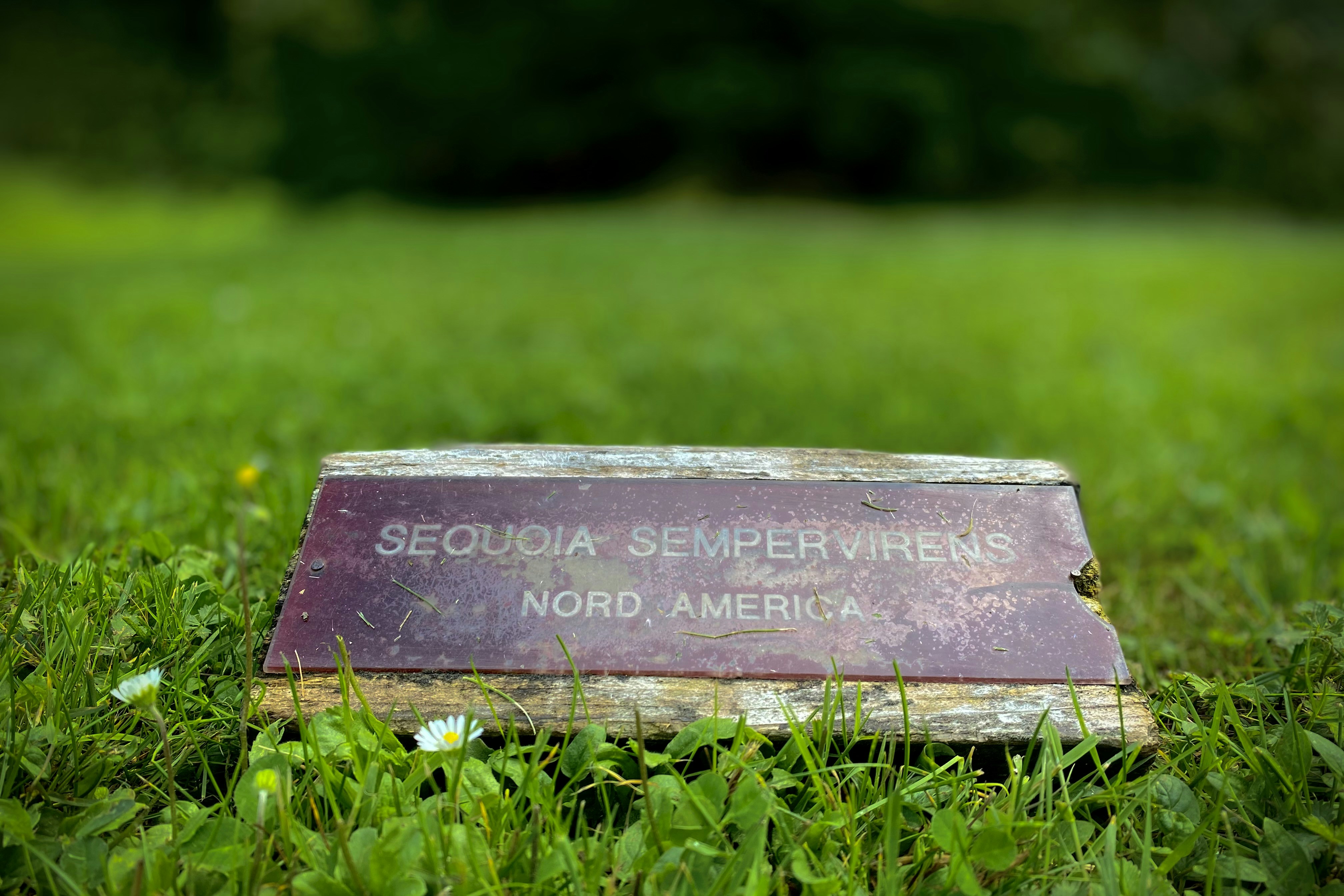 Gray concrete tomb stone on green grass field during daytime photo ...