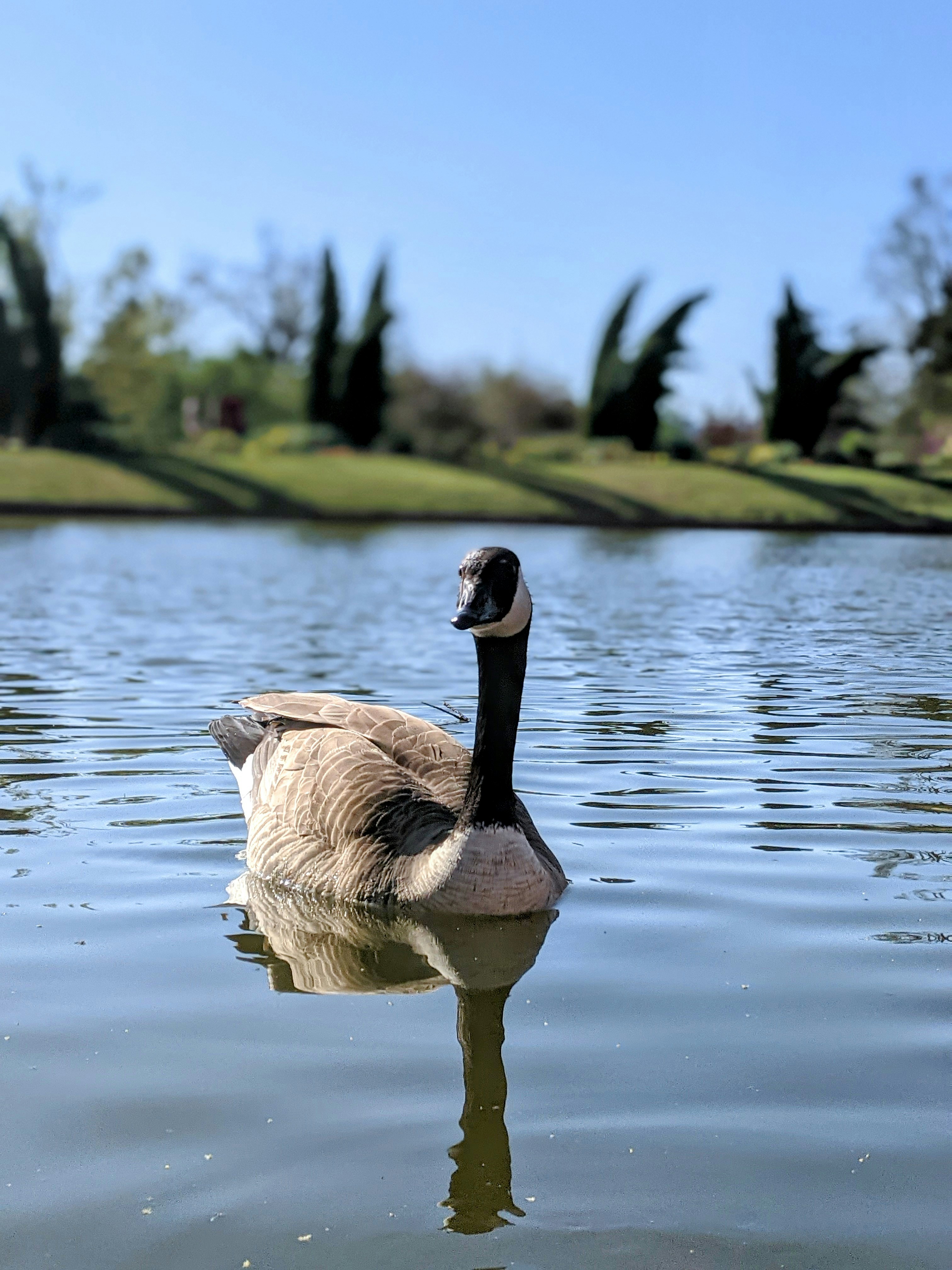Grace on the Lake: A Canada Goose in Quiet Reflection