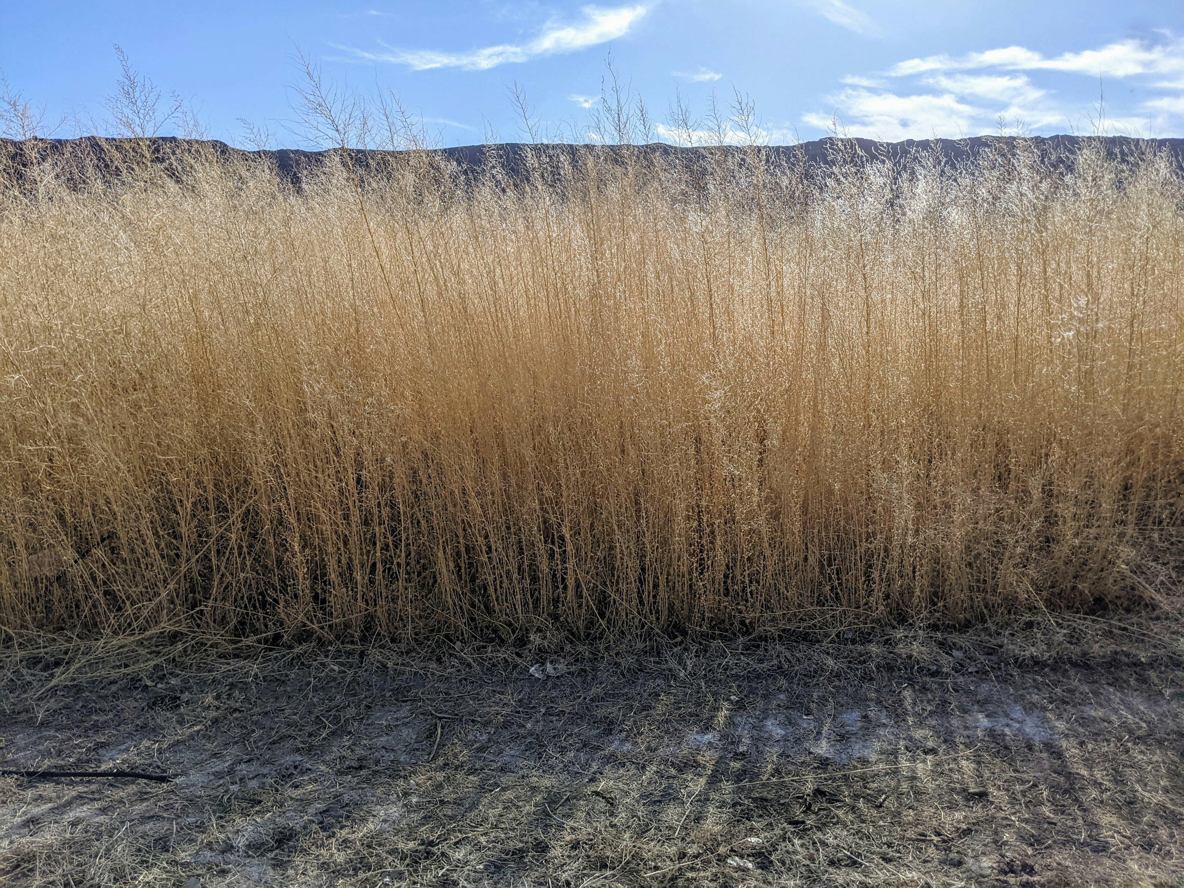 Brown grass field under blue sky during daytime photo – Free Moab Image ...