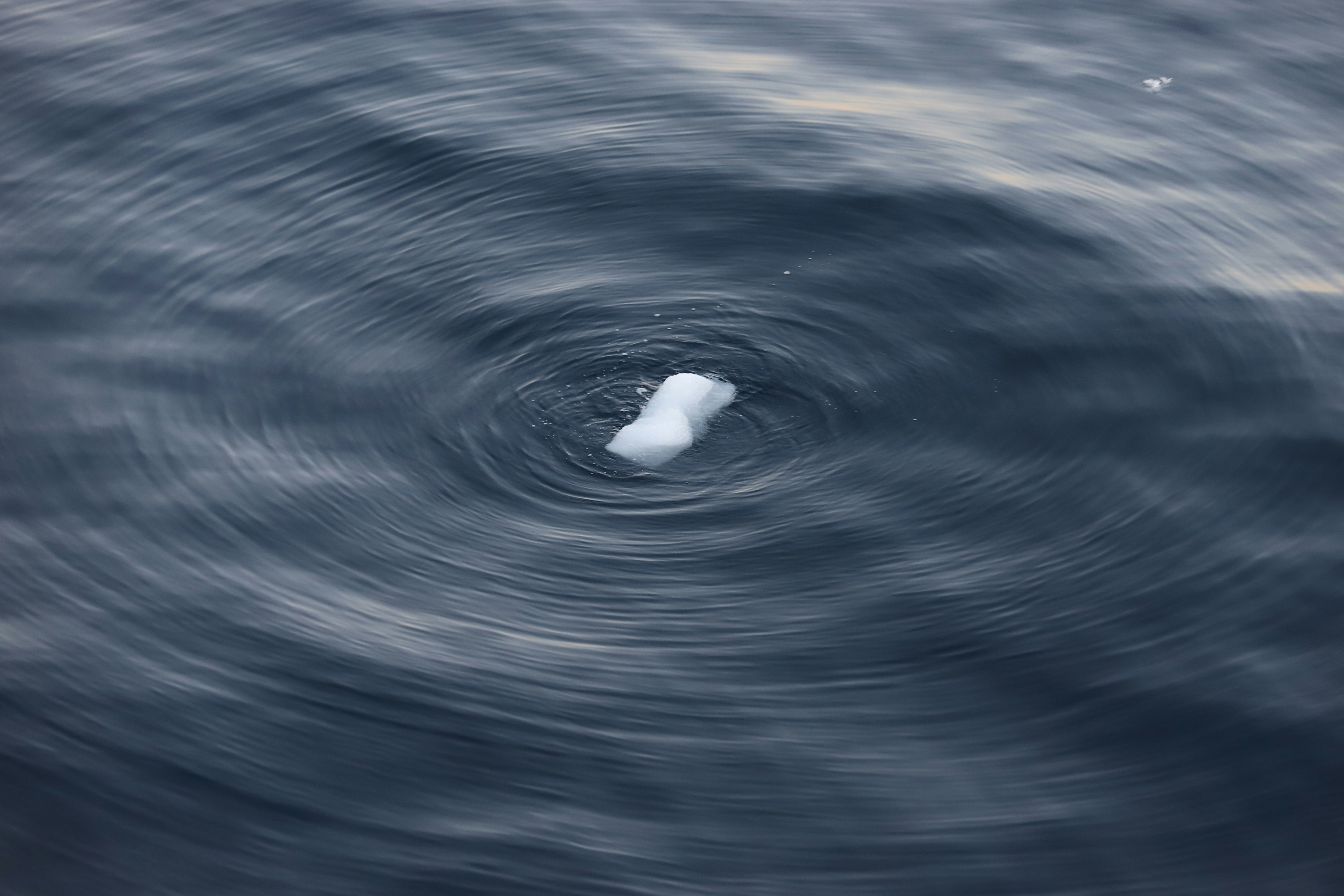 white heart shaped on water