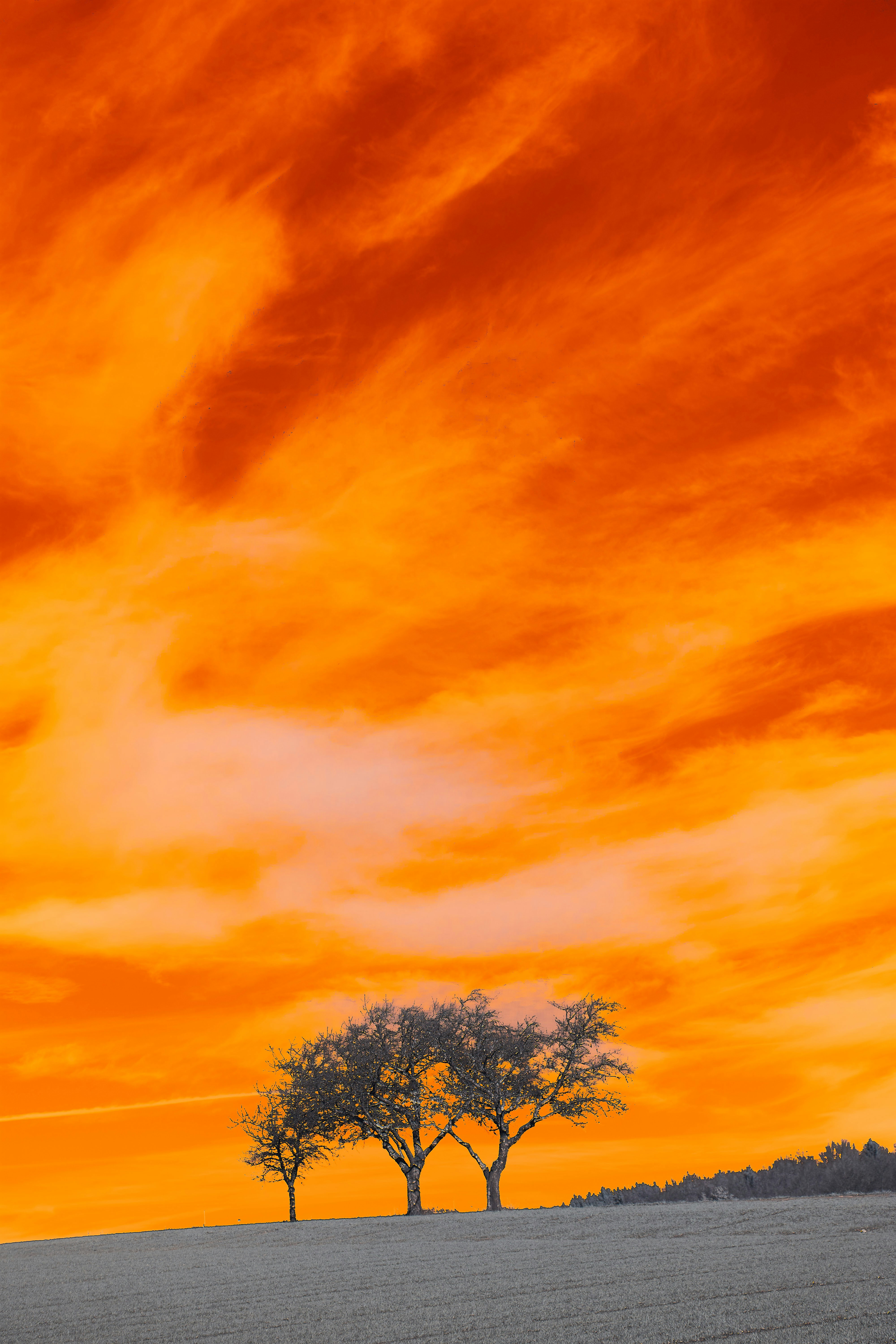 Green tree under blue sky photo – Free Backgrounds Image on Unsplash
