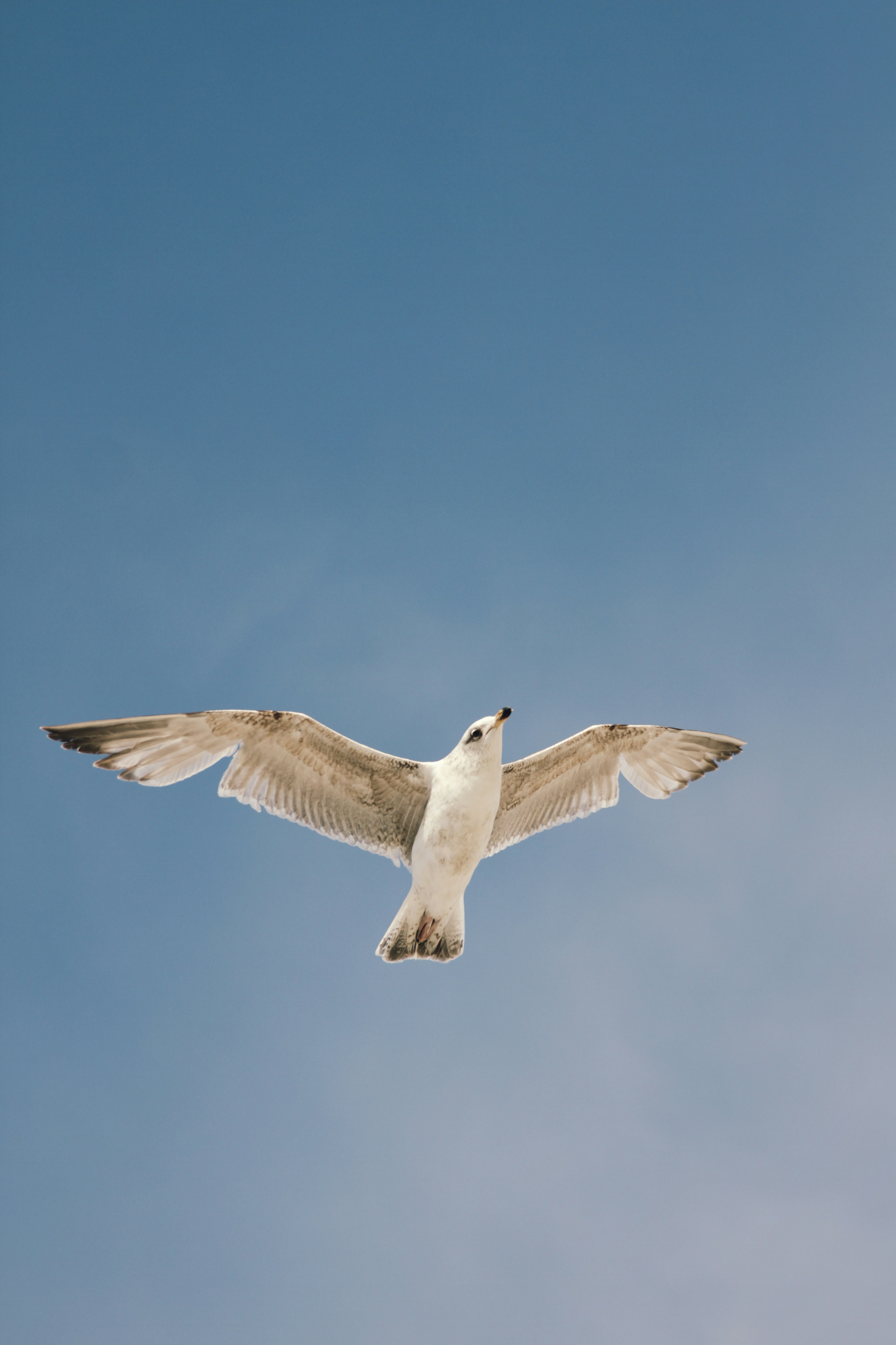A seagull gracefully gliding through a clear blue sky, wings outstretched in full display. The image captures the essence of freedom and nature's beauty.