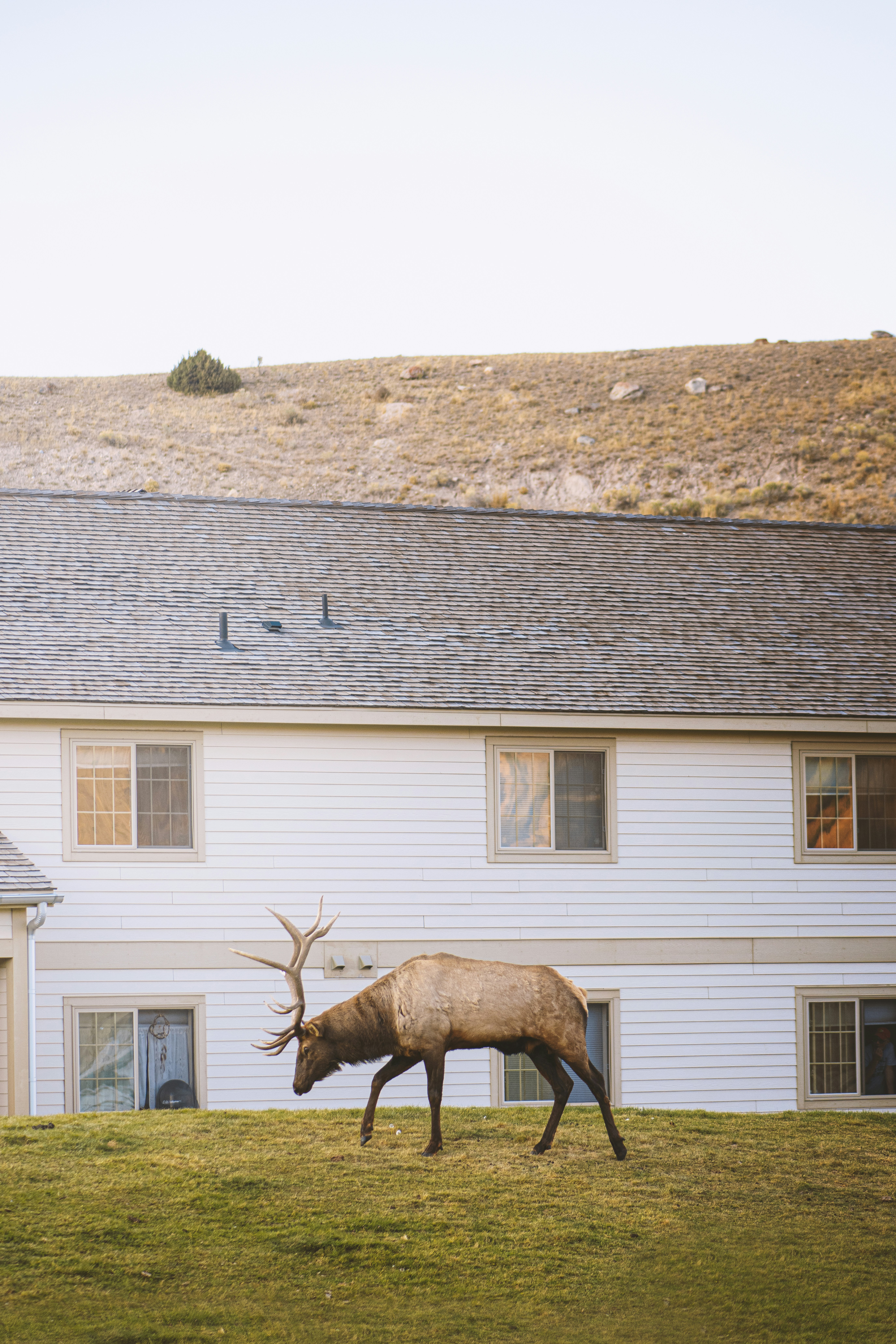 Elk on the Lawn: Quiet Gaze Before Suburban Dusk