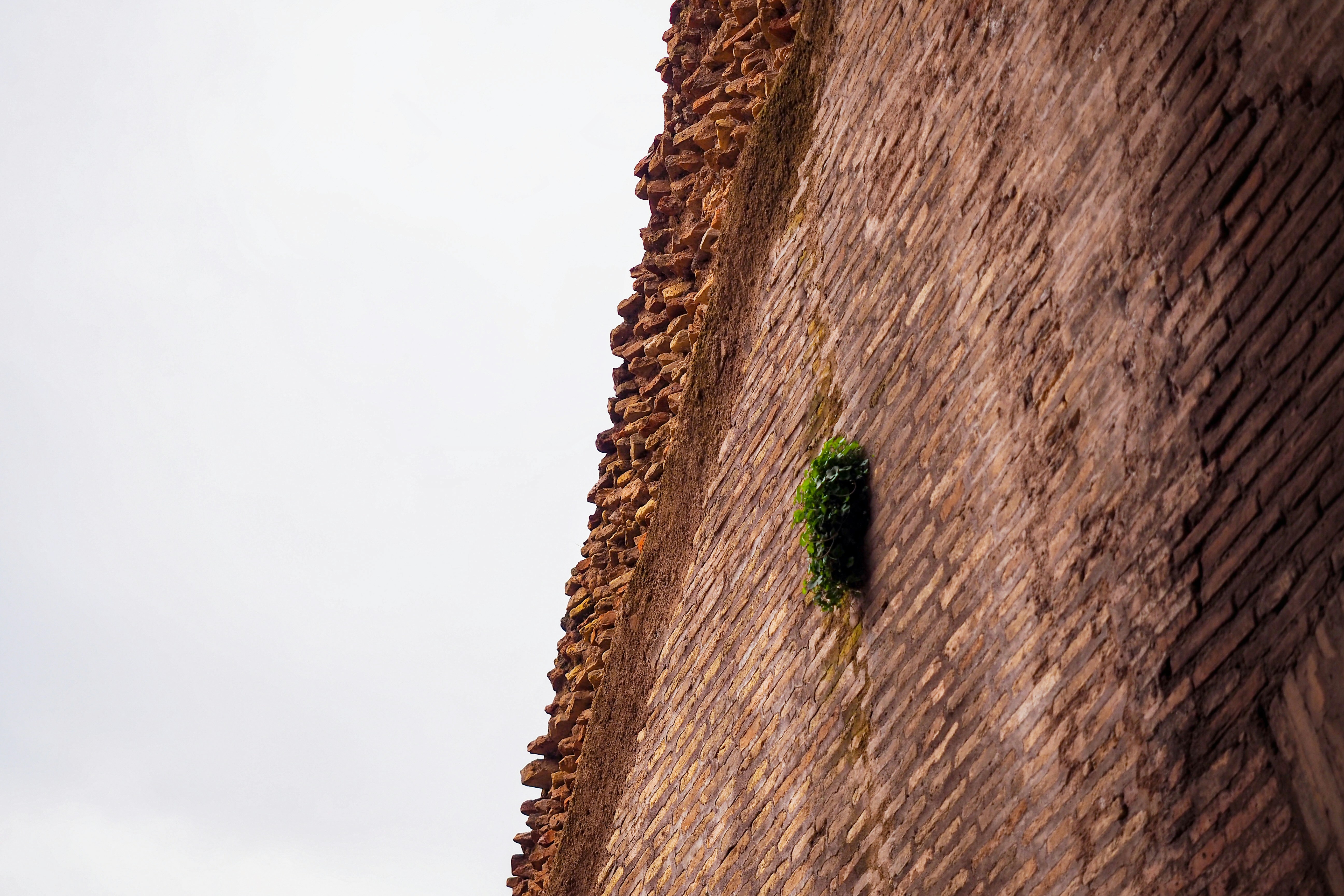 A vibrant patch of greenery clings to a weathered brick wall, showcasing the contrast between nature and architecture.