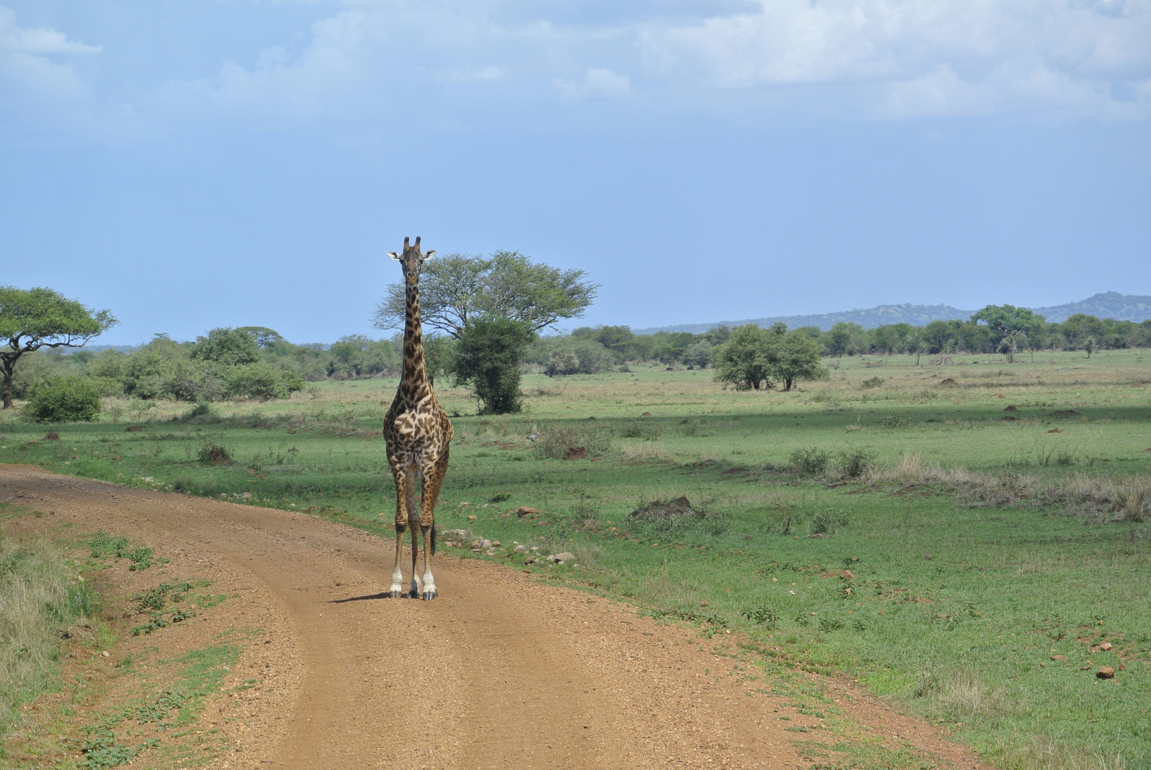 A solitary giraffe walks along a dirt road in a vast savanna, surrounded by lush greenery and distant hills.