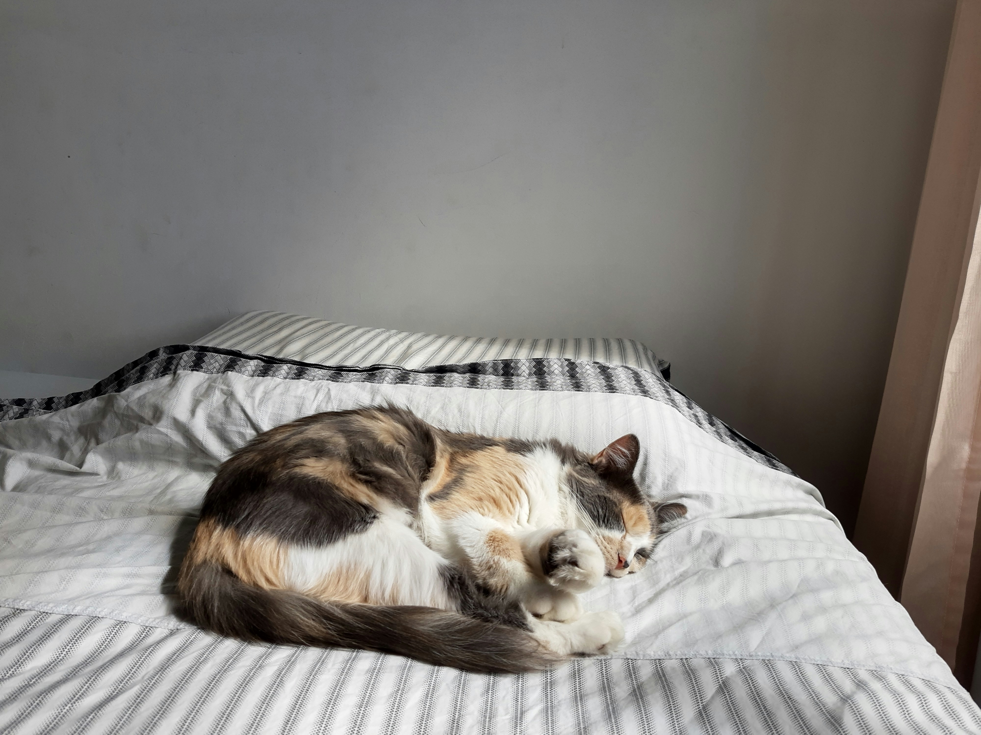 Calico cat curled up peacefully on a bed, basking in soft natural light. The cozy setting enhances the tranquility of the scene.