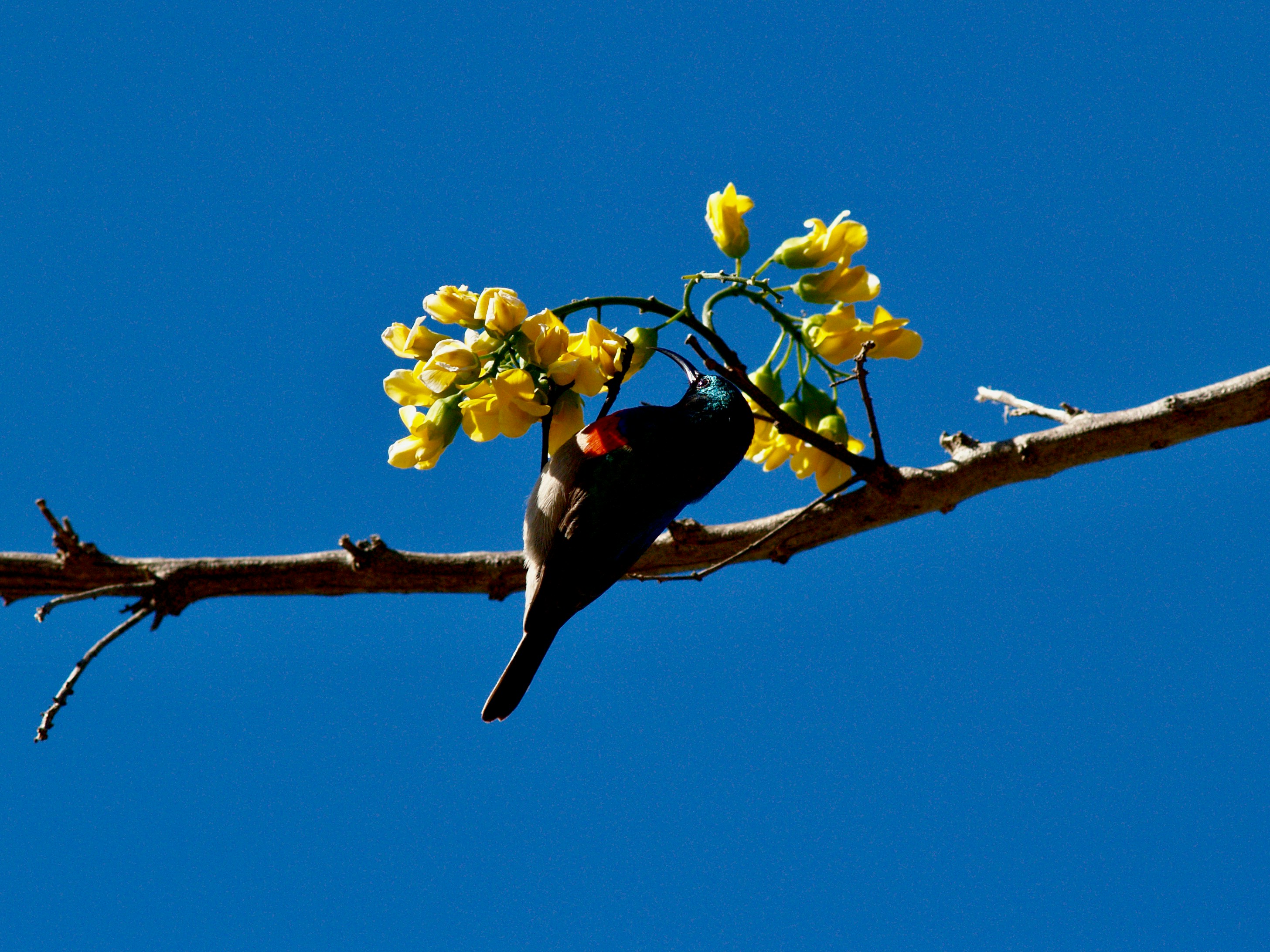 A bird delicately feeding on vibrant yellow flowers while perched on a branch against a clear blue sky.