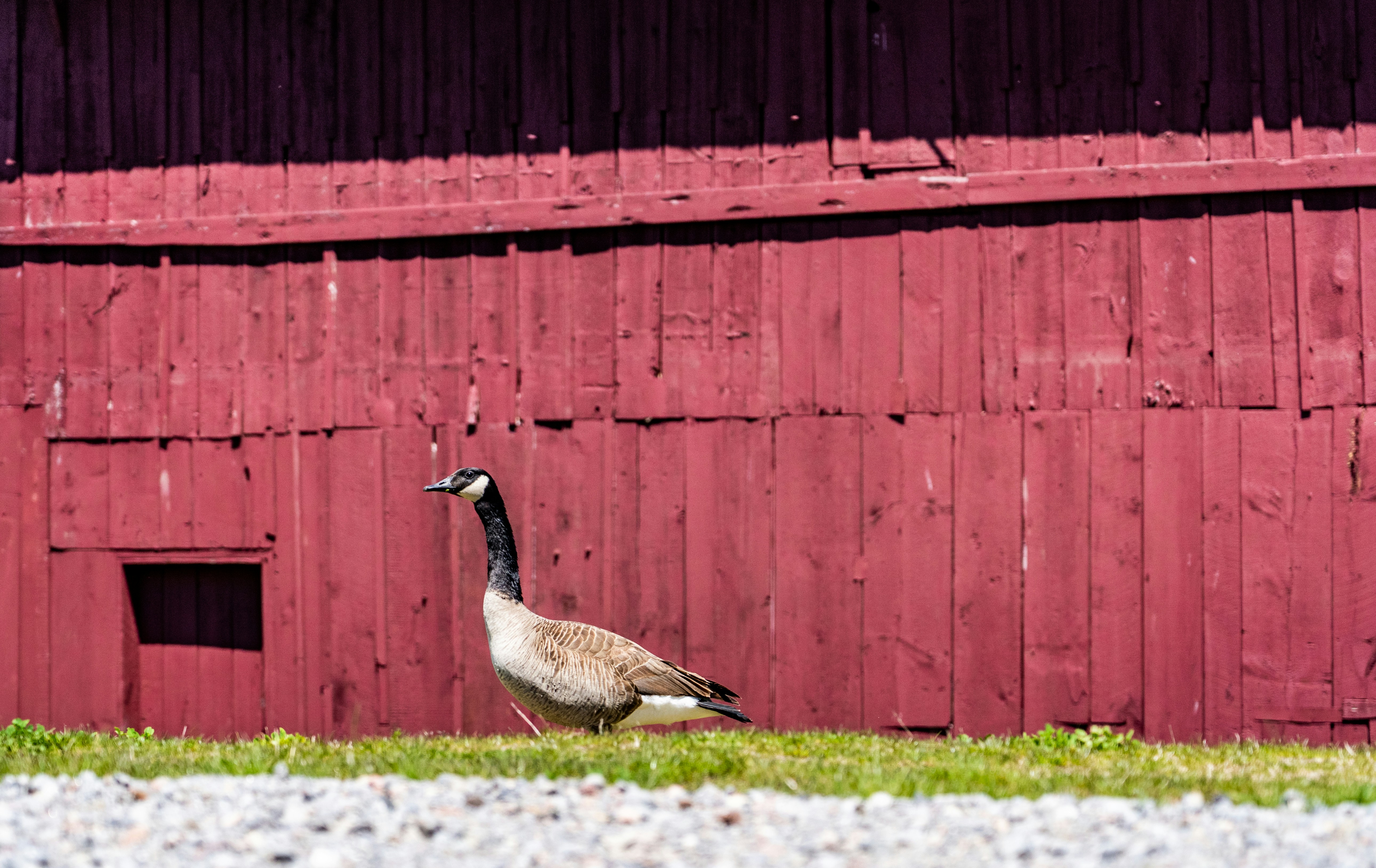 Geese in a Red Barn Frame