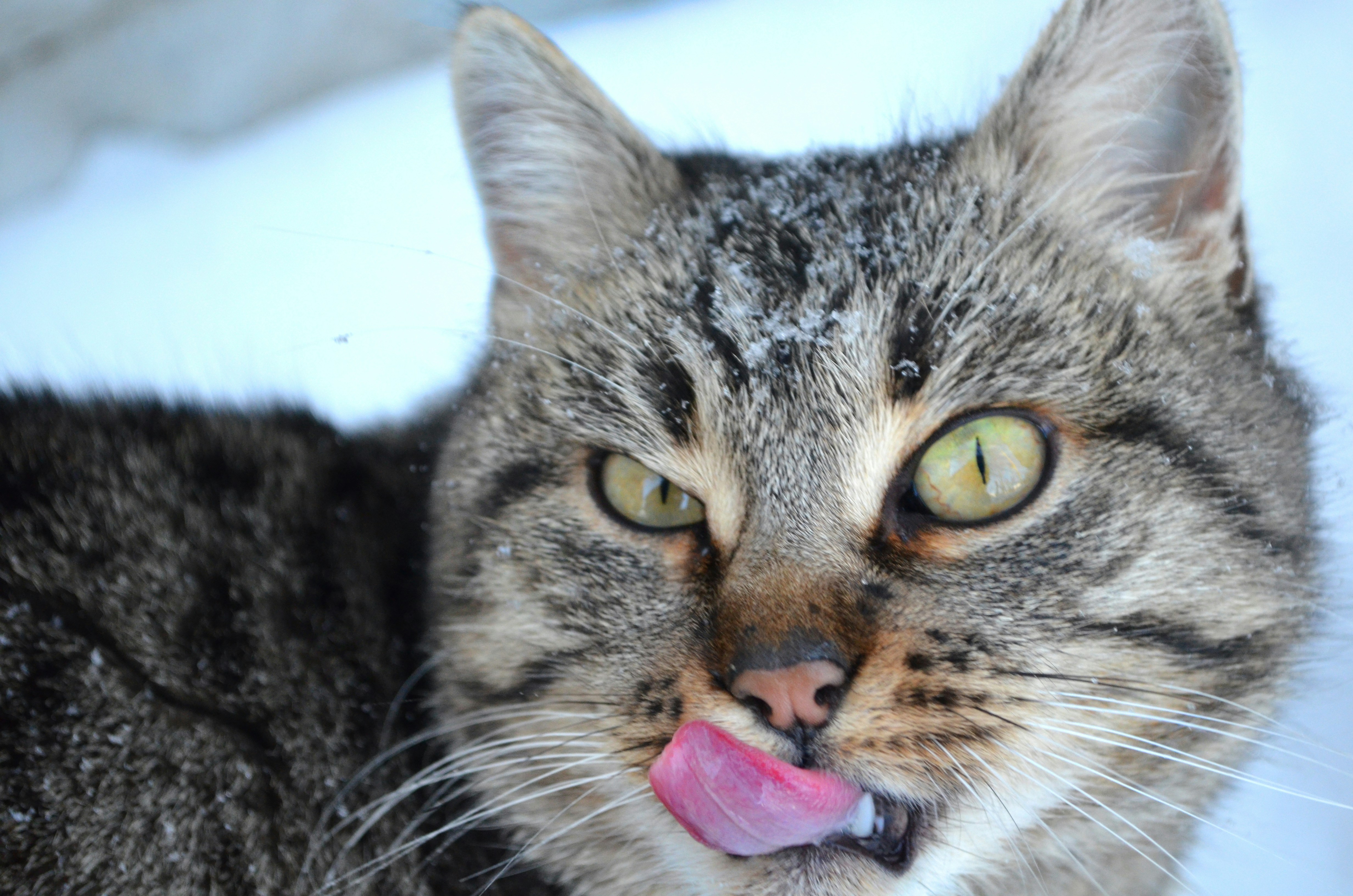 Close-up of a tabby cat licking its nose, with snowflakes dusting its fur, exuding a playful winter charm.