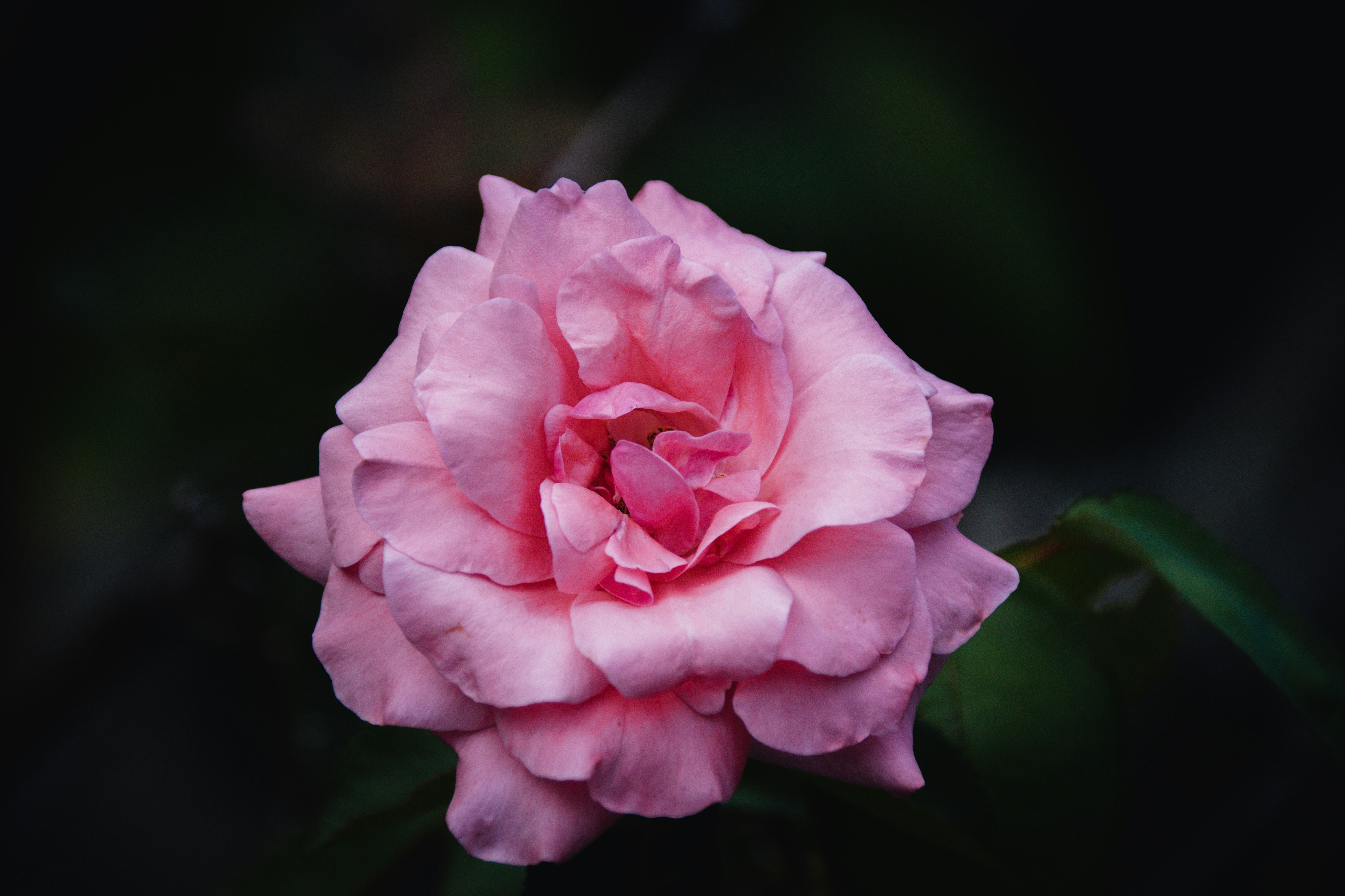 Delicate pink rose in soft focus against a dark, blurred background.