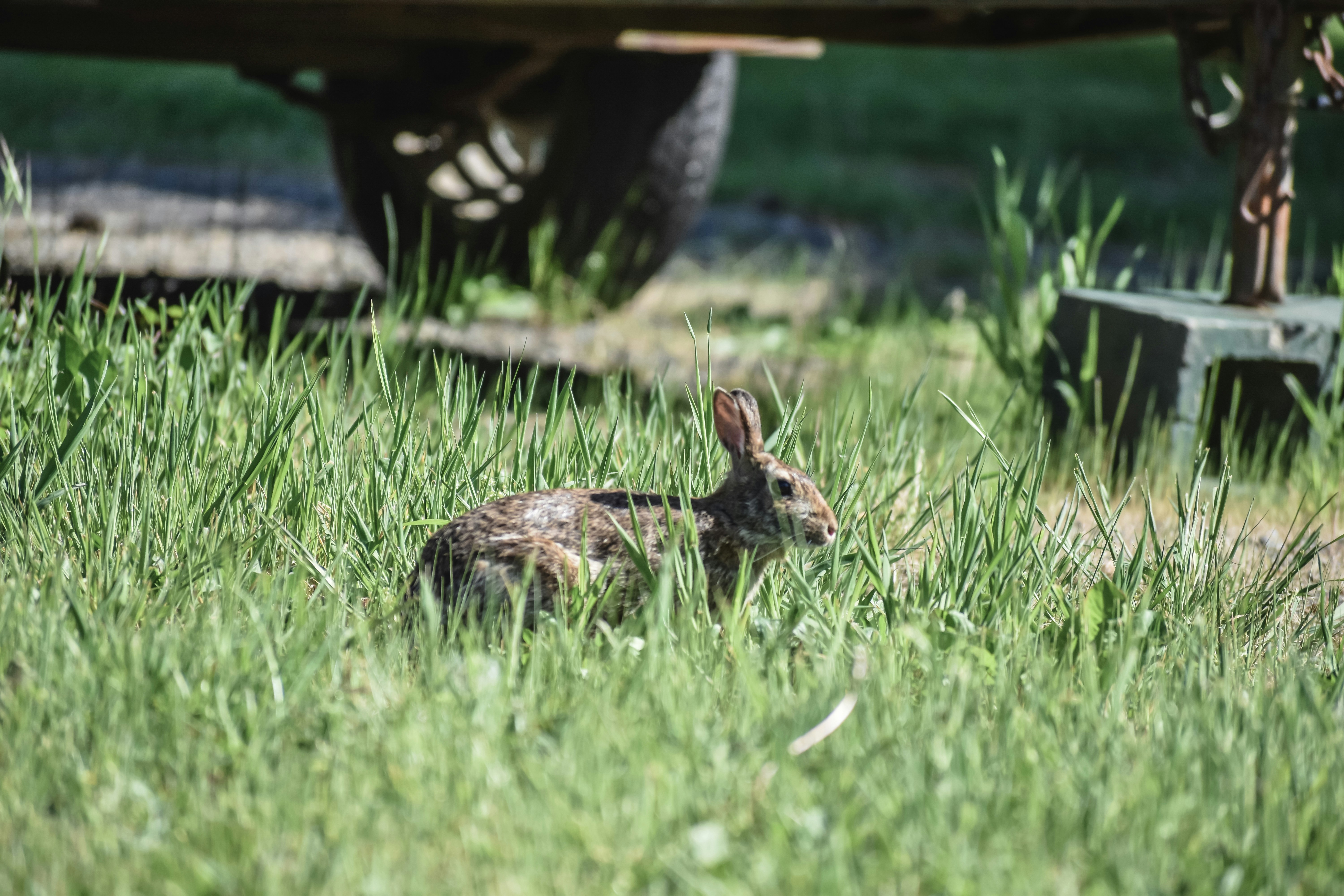 Brown rabbit on green grass field during daytime photo – Free Rabbit ...