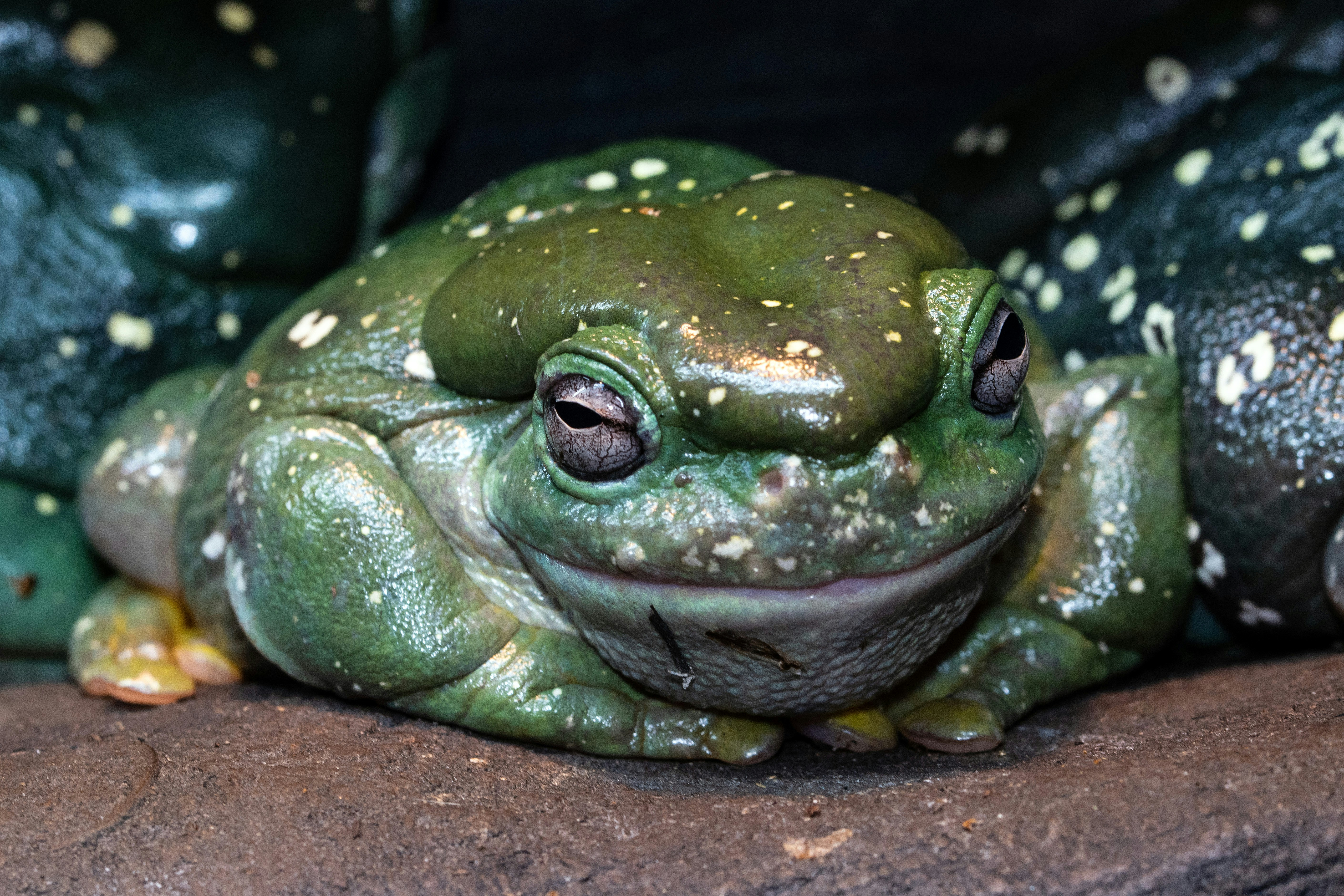 Close-up of a green frog resting on a textured surface, showcasing its vibrant coloration and unique features.