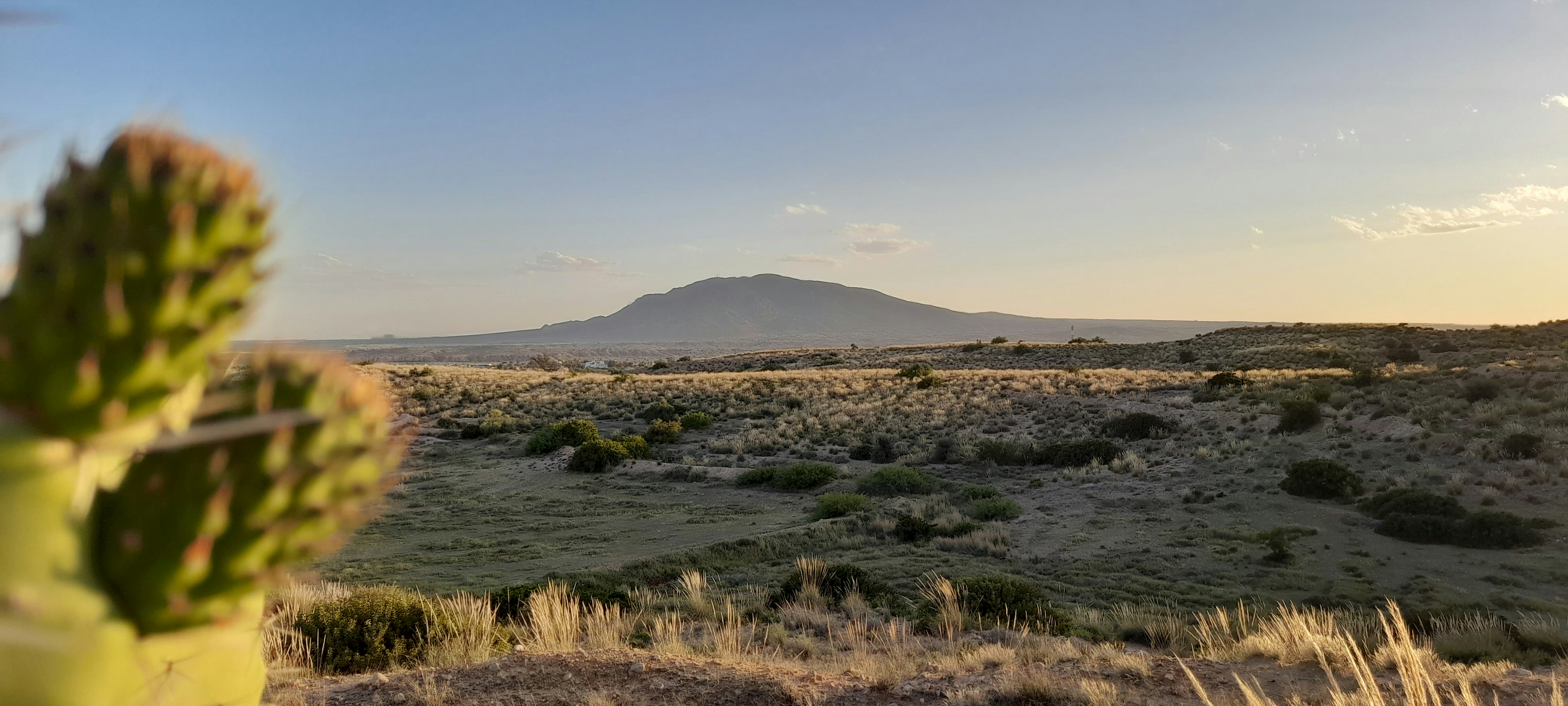 Desert landscape photograph with a distant mesa on the horizon bathed in warm late-afternoon light. Foreground vegetation adds depth and scale.