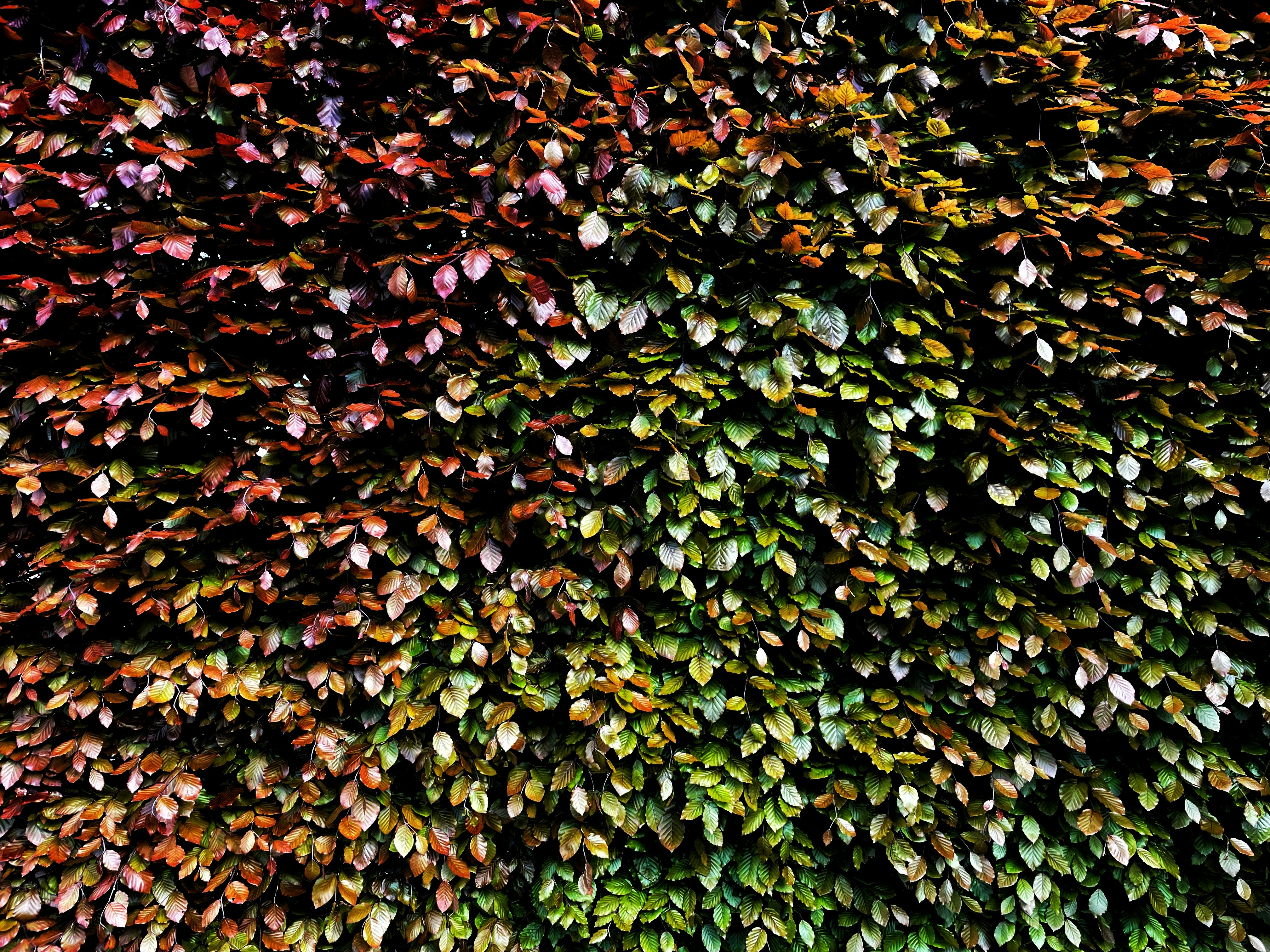 Nature's Tapestry: A Colorful Mosaic of Leaves