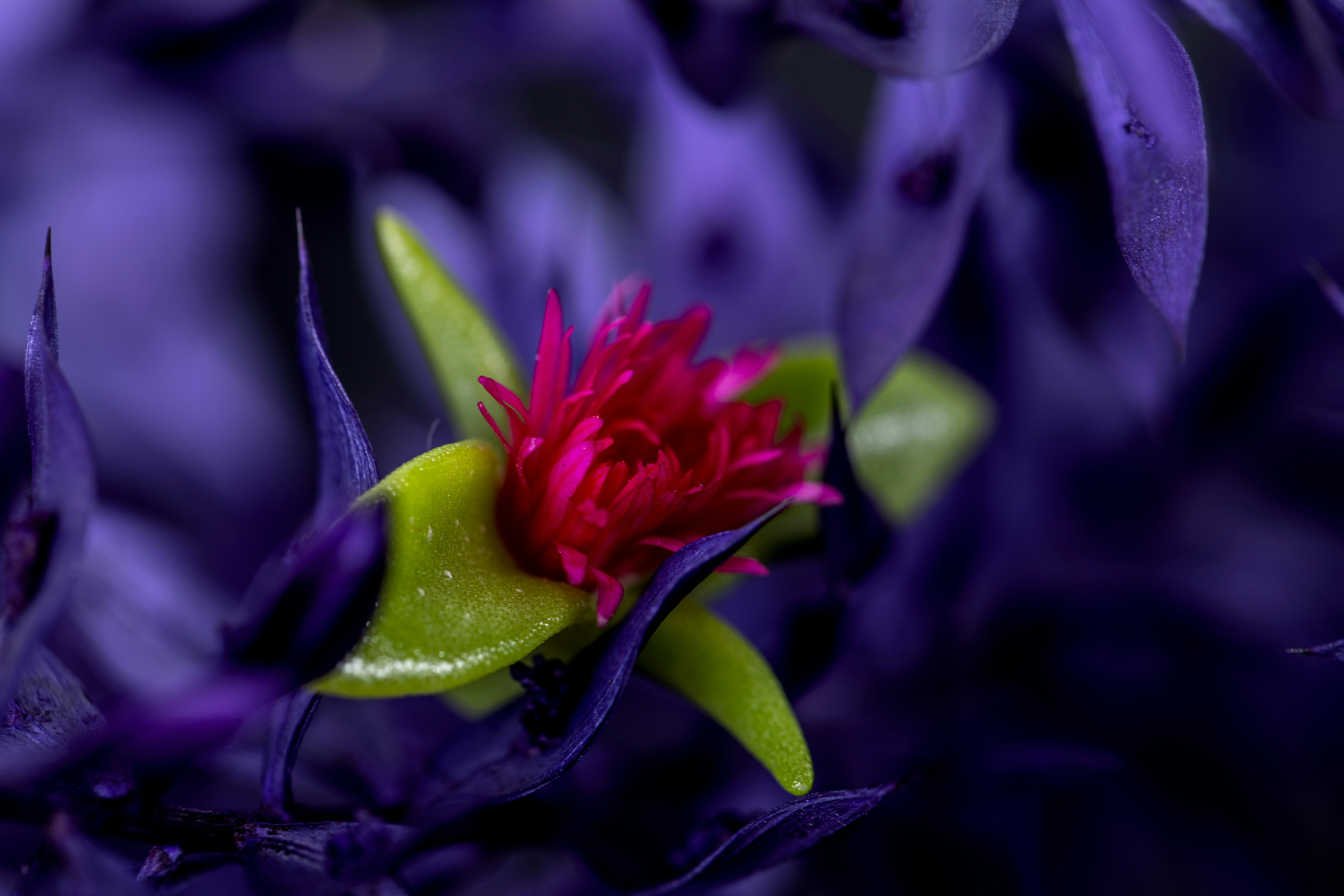 Red and green flower in close up photography photo – Free Purple ...