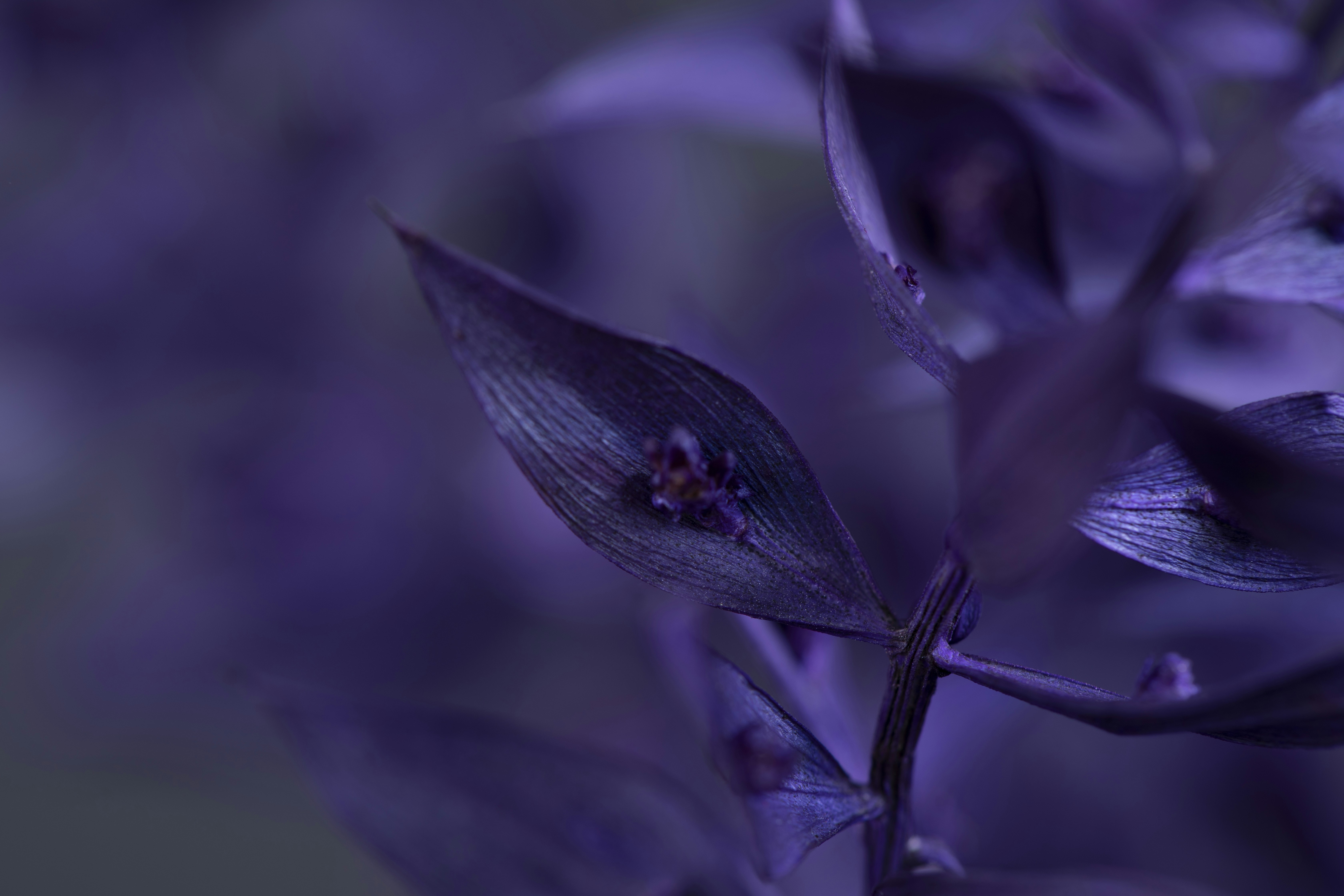 Close-up view of delicate purple leaves showcasing intricate textures and subtle details.