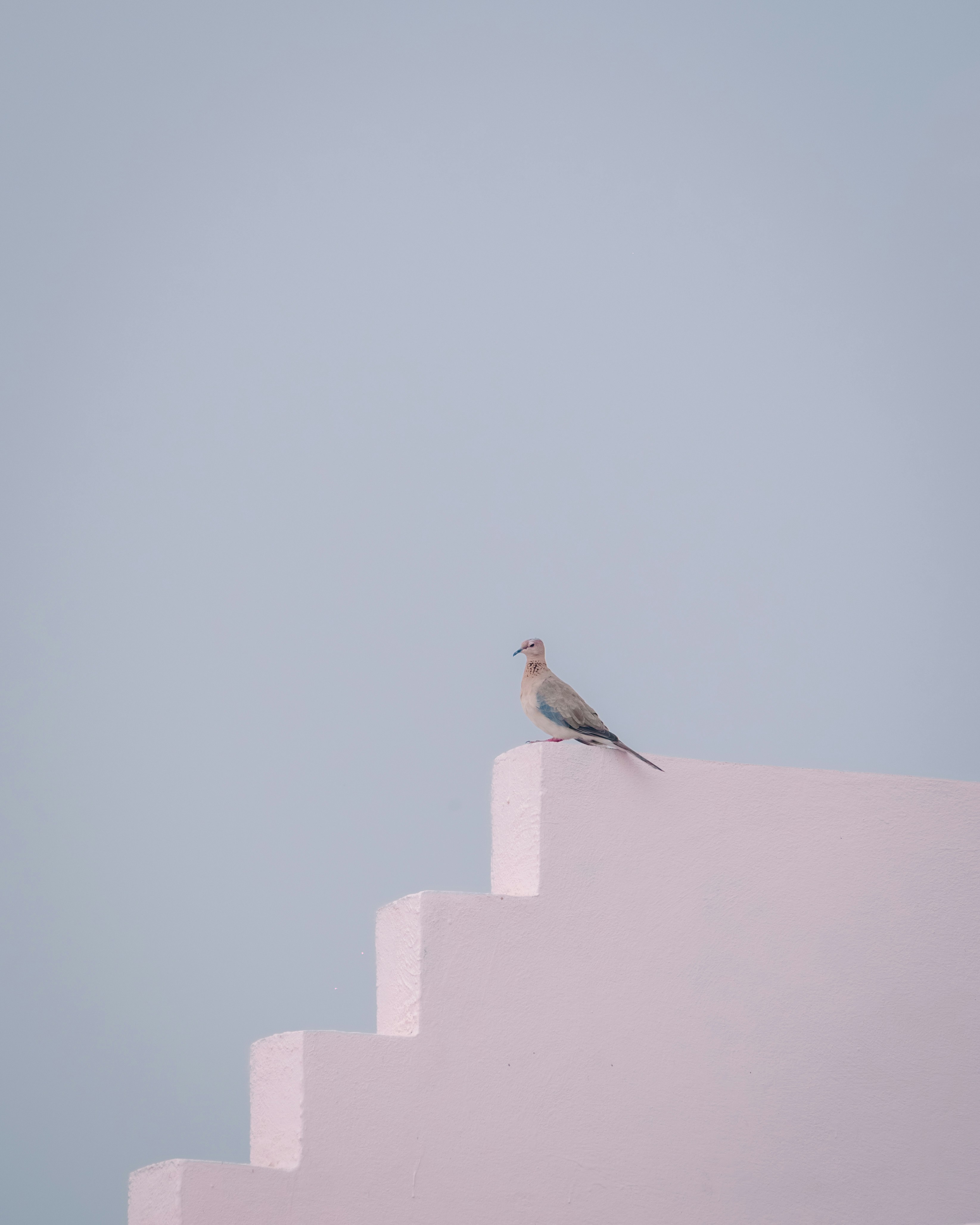 A solitary bird resting on a minimalist pink staircase against a soft blue background.