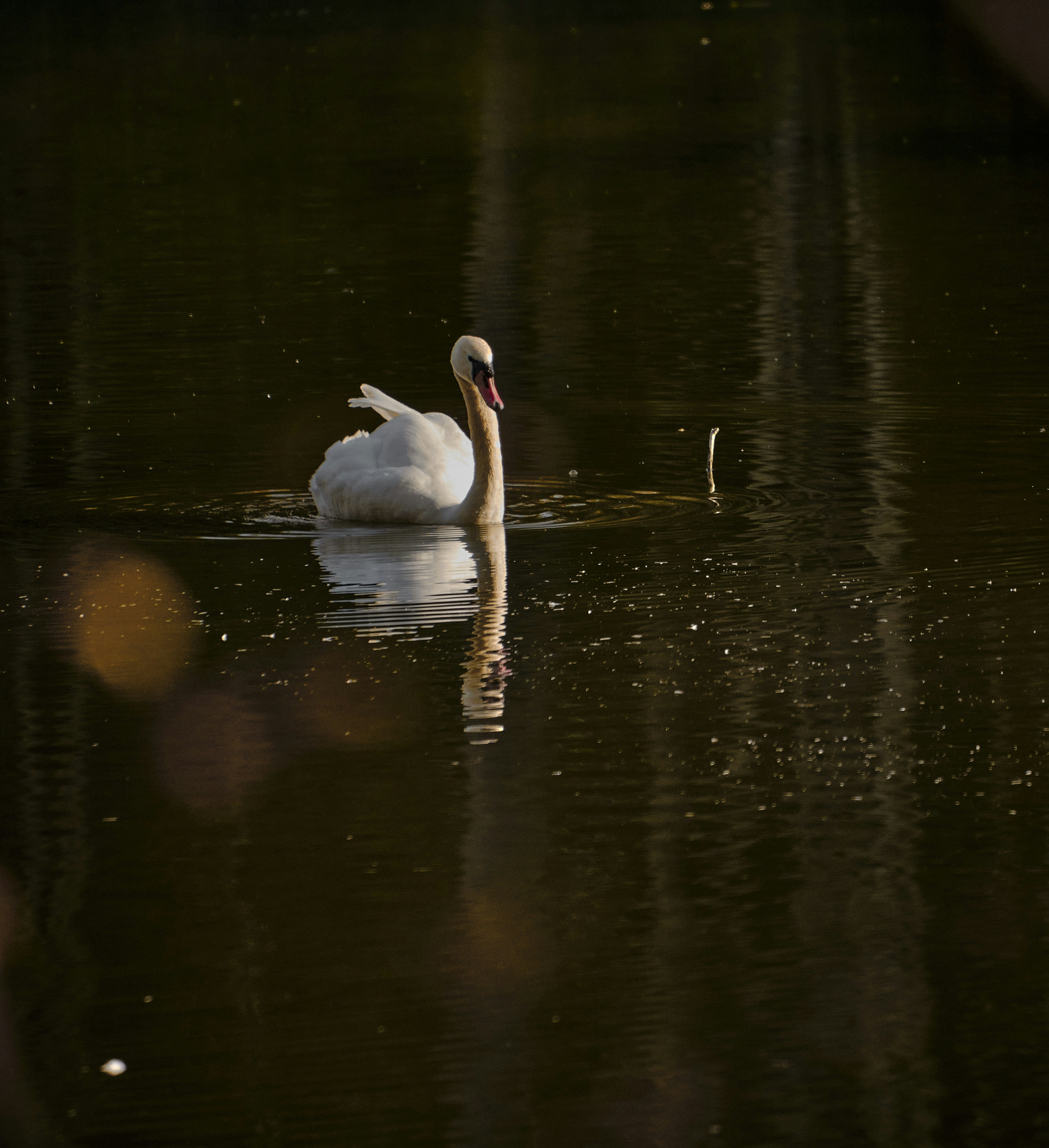 Swan on a Velvet Pond: Quiet Ripples under Evening Light
