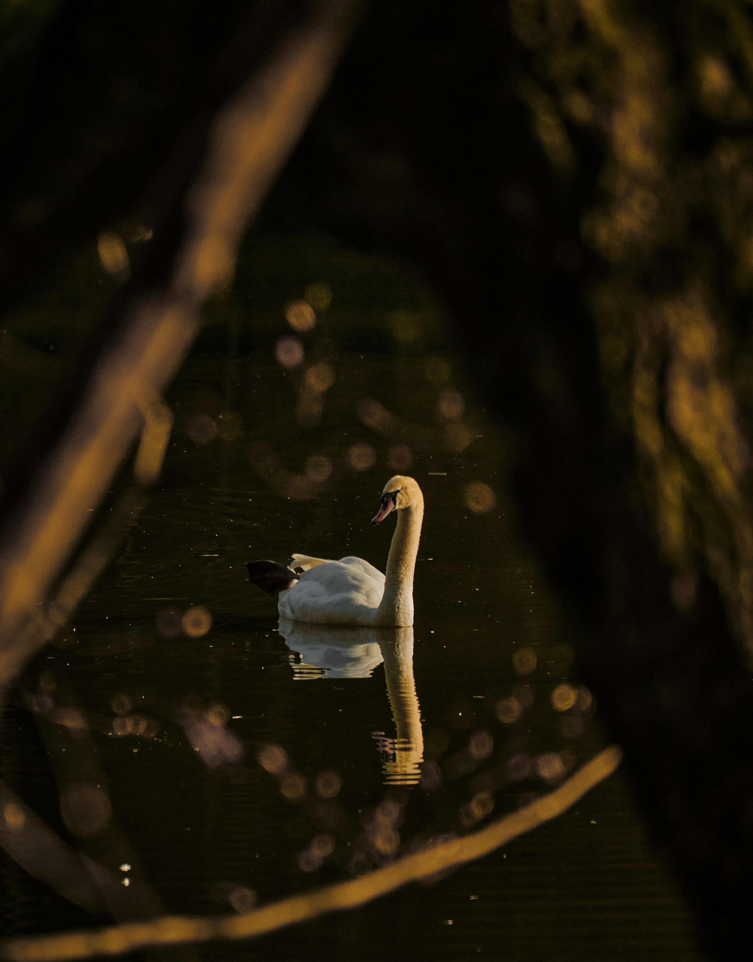 Swan swimming in a forest lake, Golden hour