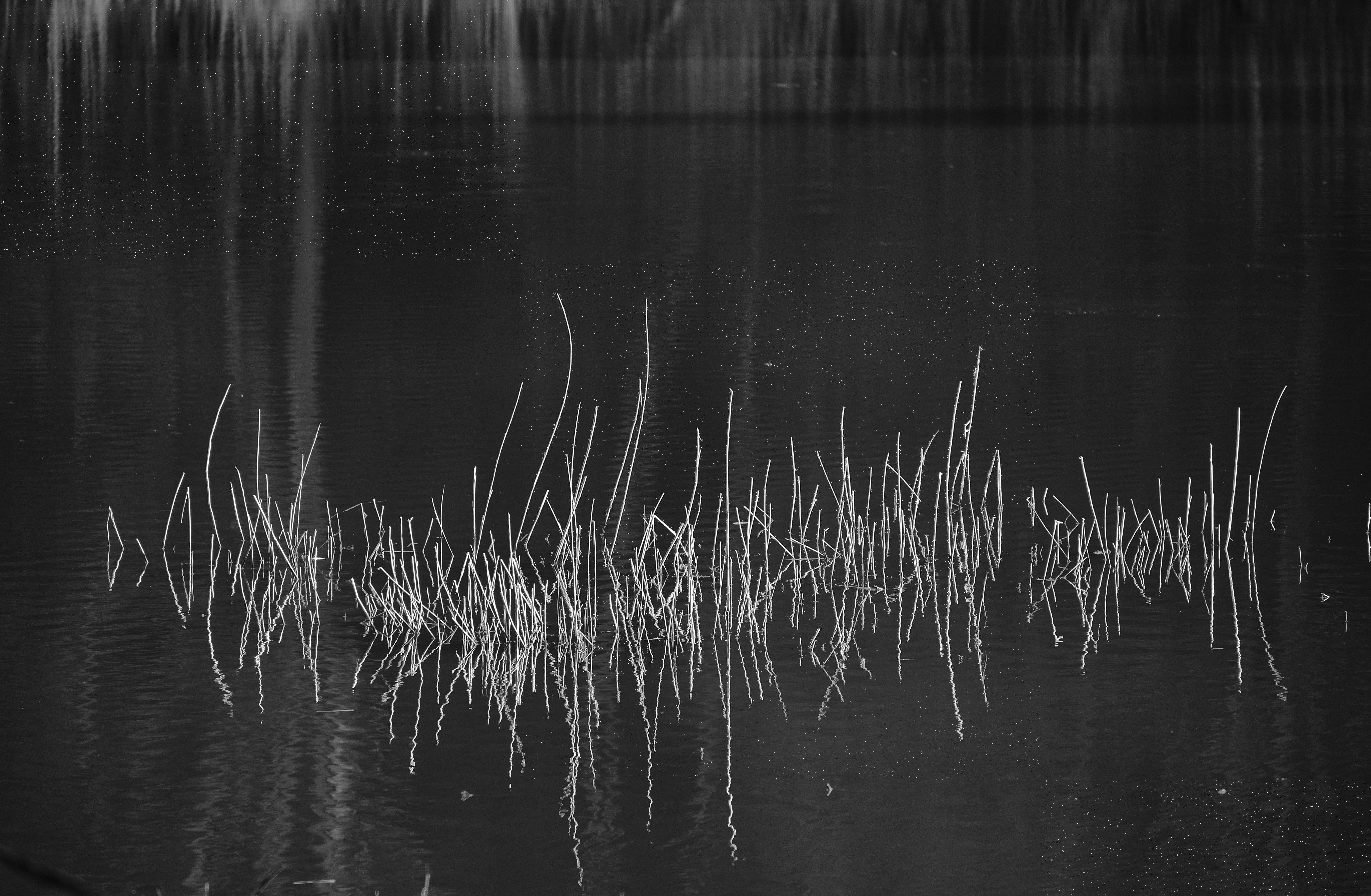 Monochrome Reed Lines: Quiet Geometry on a Calm Pond