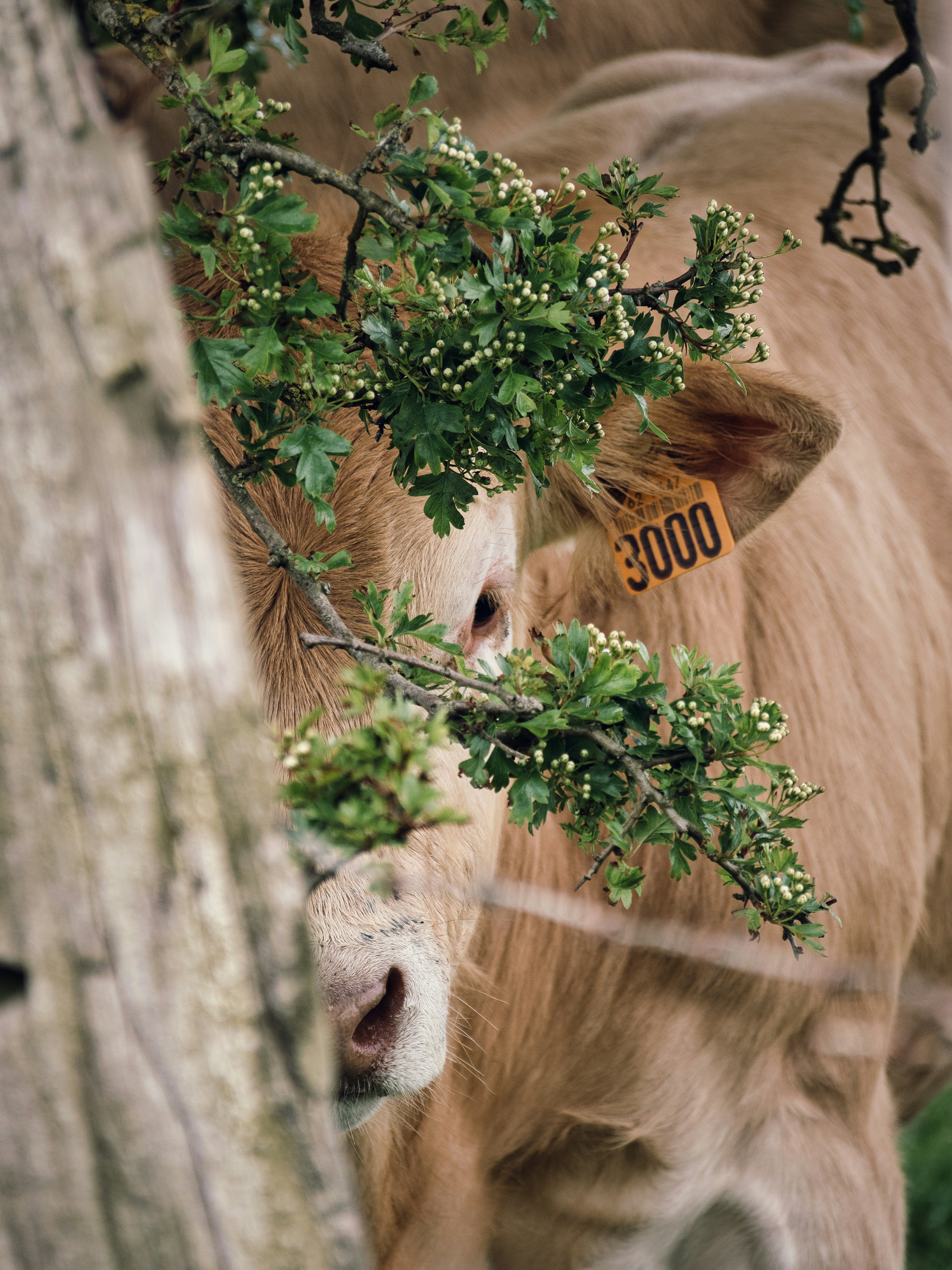 A curious cow partially obscured by greenery, revealing its numbered tag against a rustic backdrop.