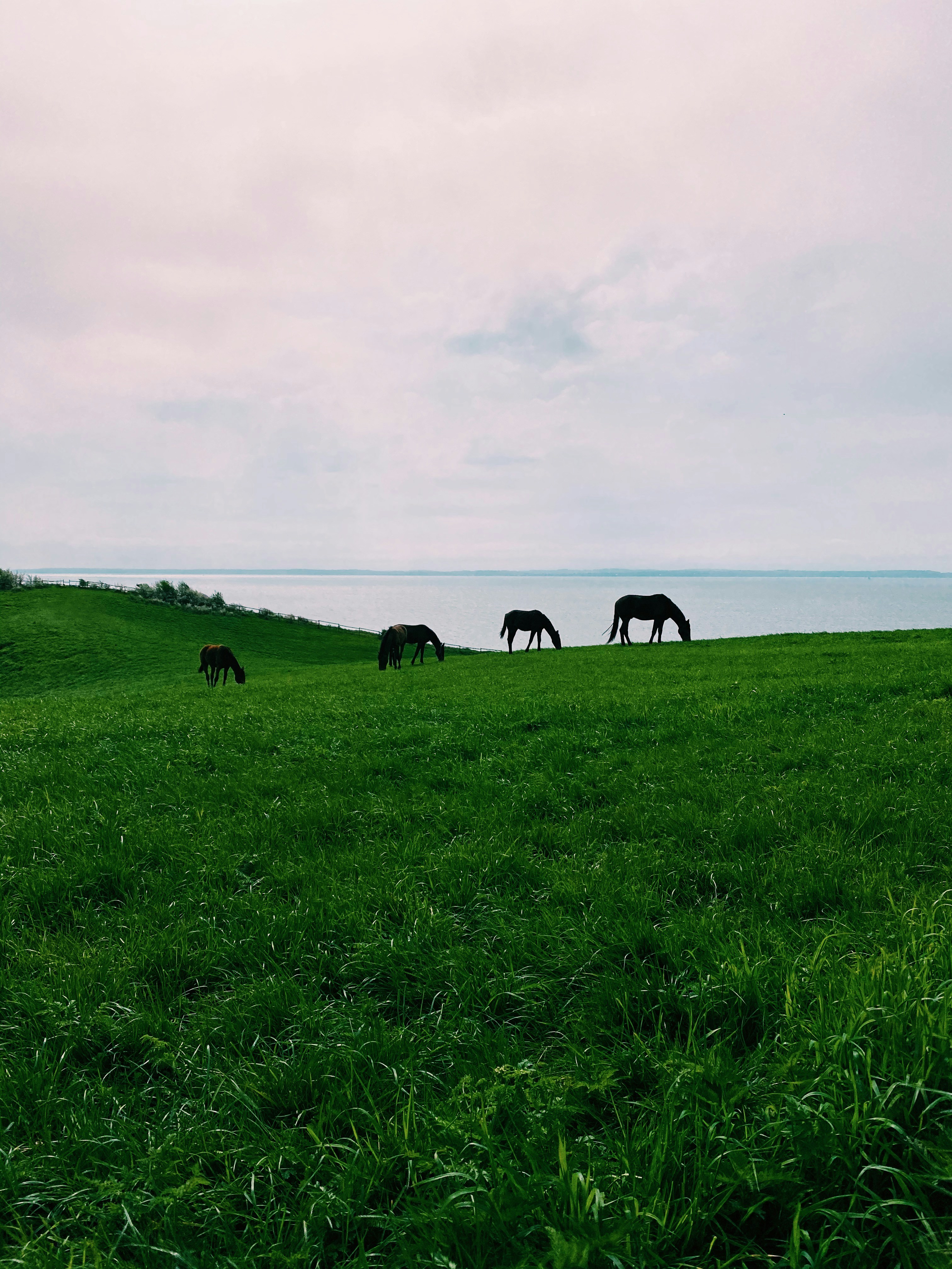 Horses on the Crest: Green Slopes Meet a Quiet Lake