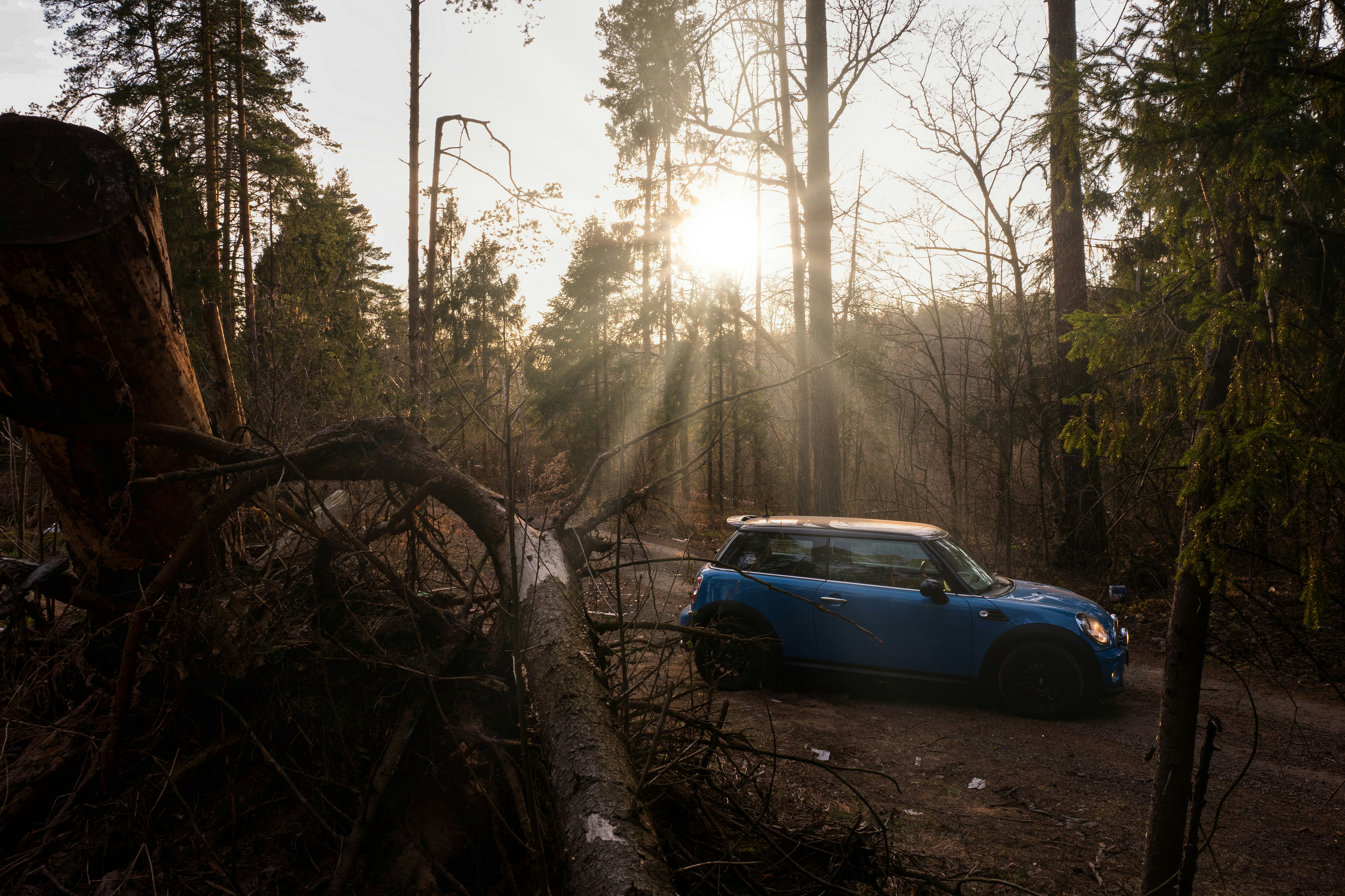 Blue Mini on a Sunlit Forest Road: Pine Beams and Backlight