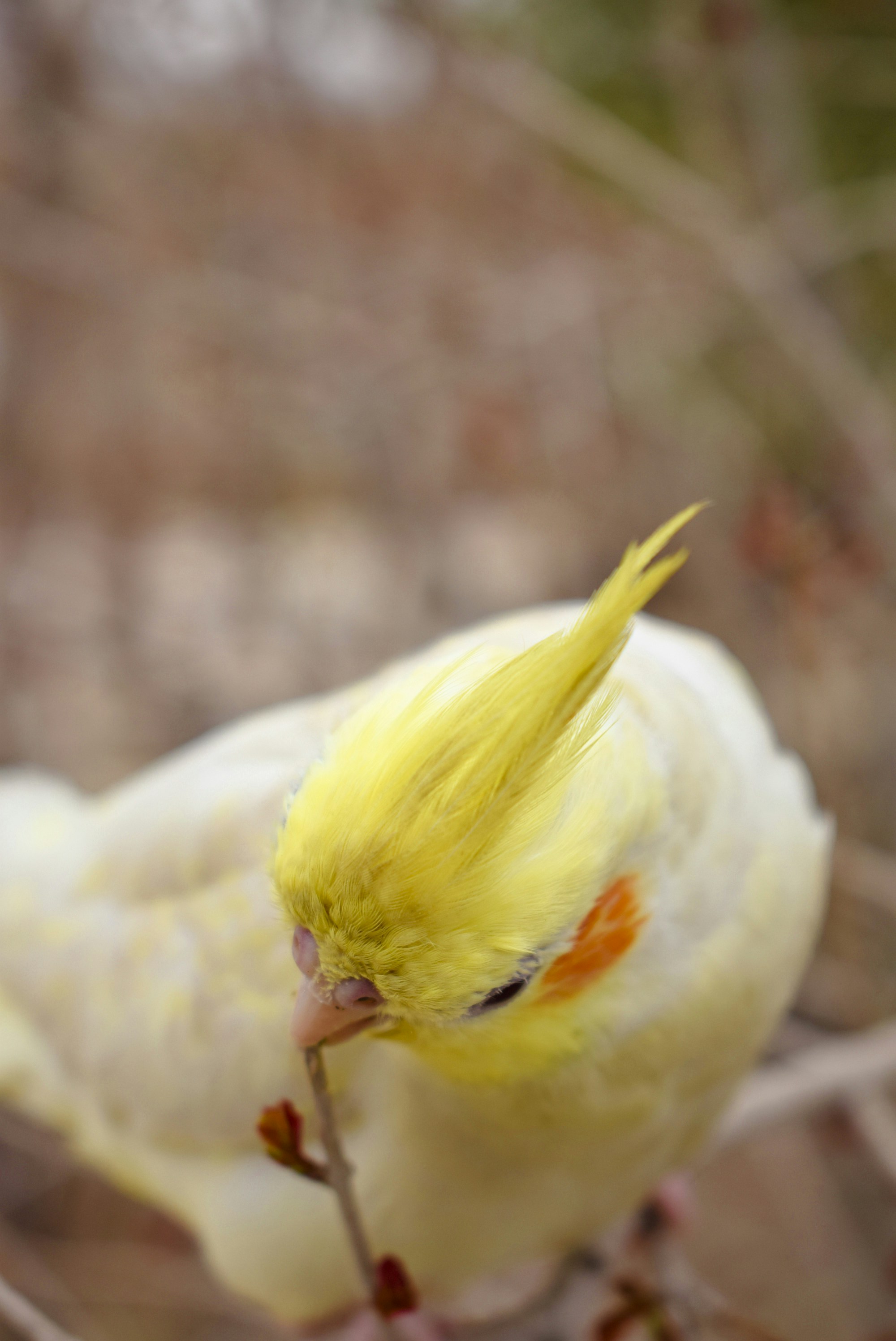 white and yellow bird on brown wooden surface