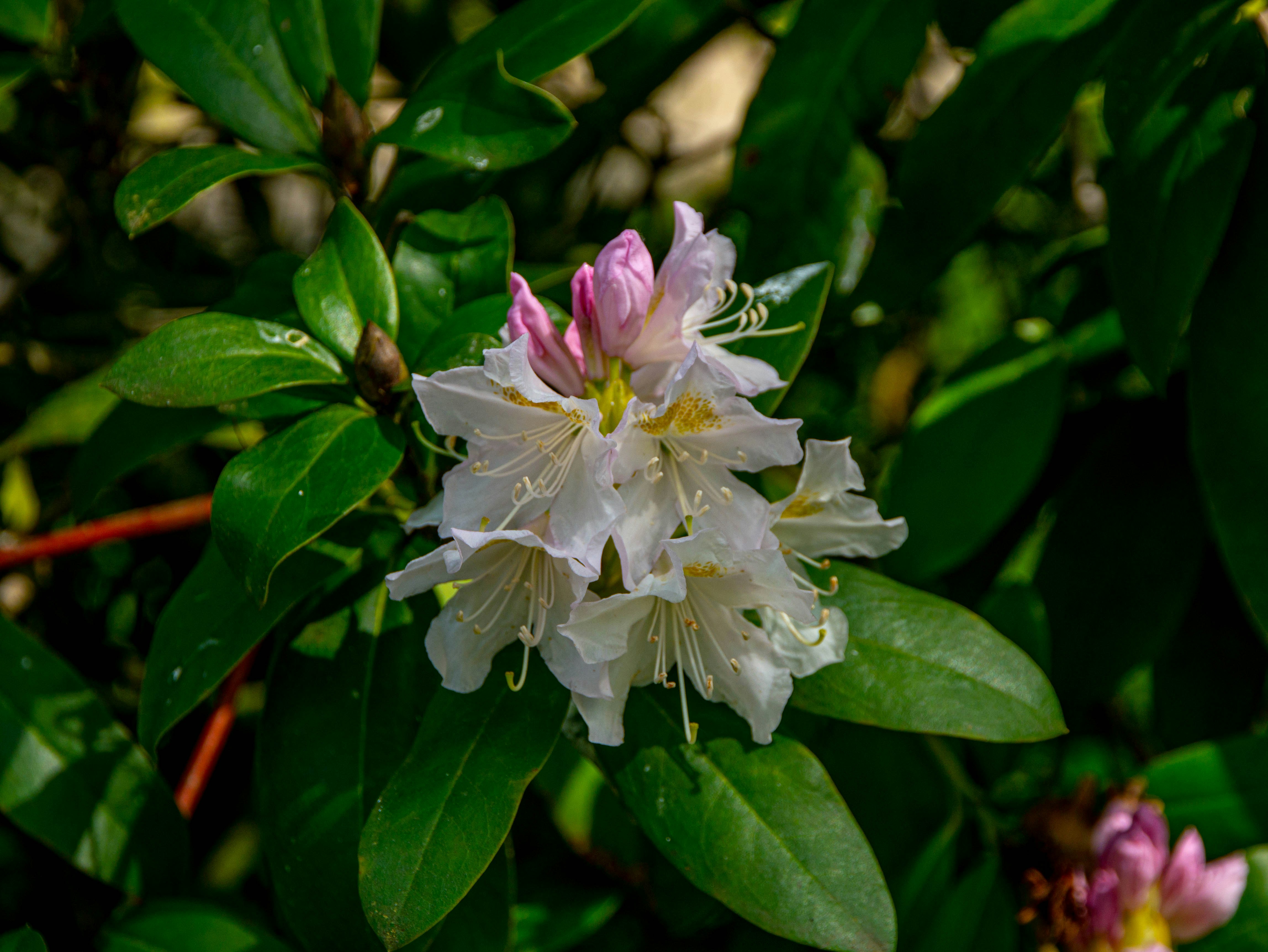 White Rhododendron Bloom in Soft Spotlight Among Verdant Leaves