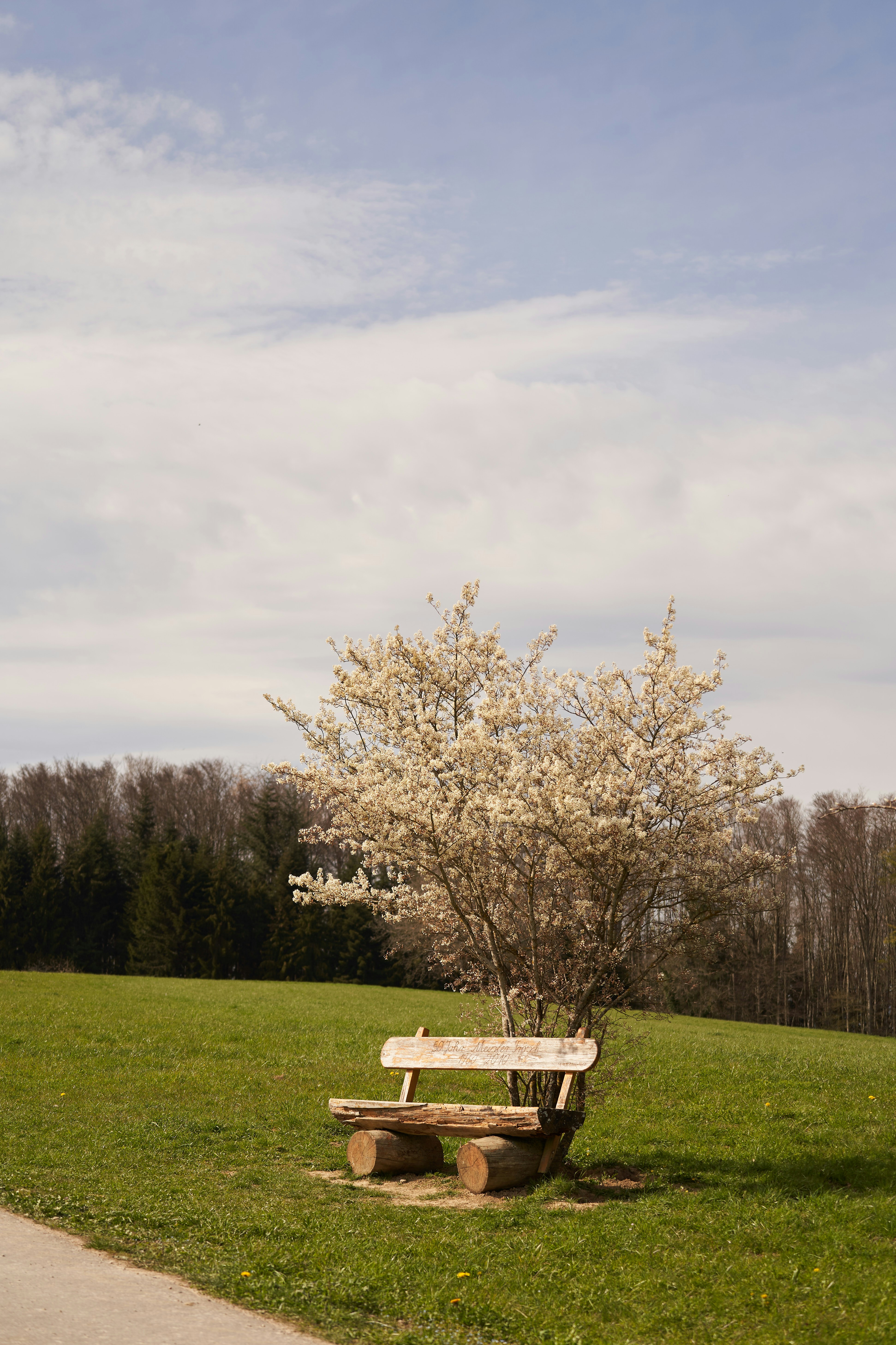 A rustic wooden bench nestled beneath a flowering tree in a lush green field, inviting moments of reflection. Soft clouds drift across a bright sky.
