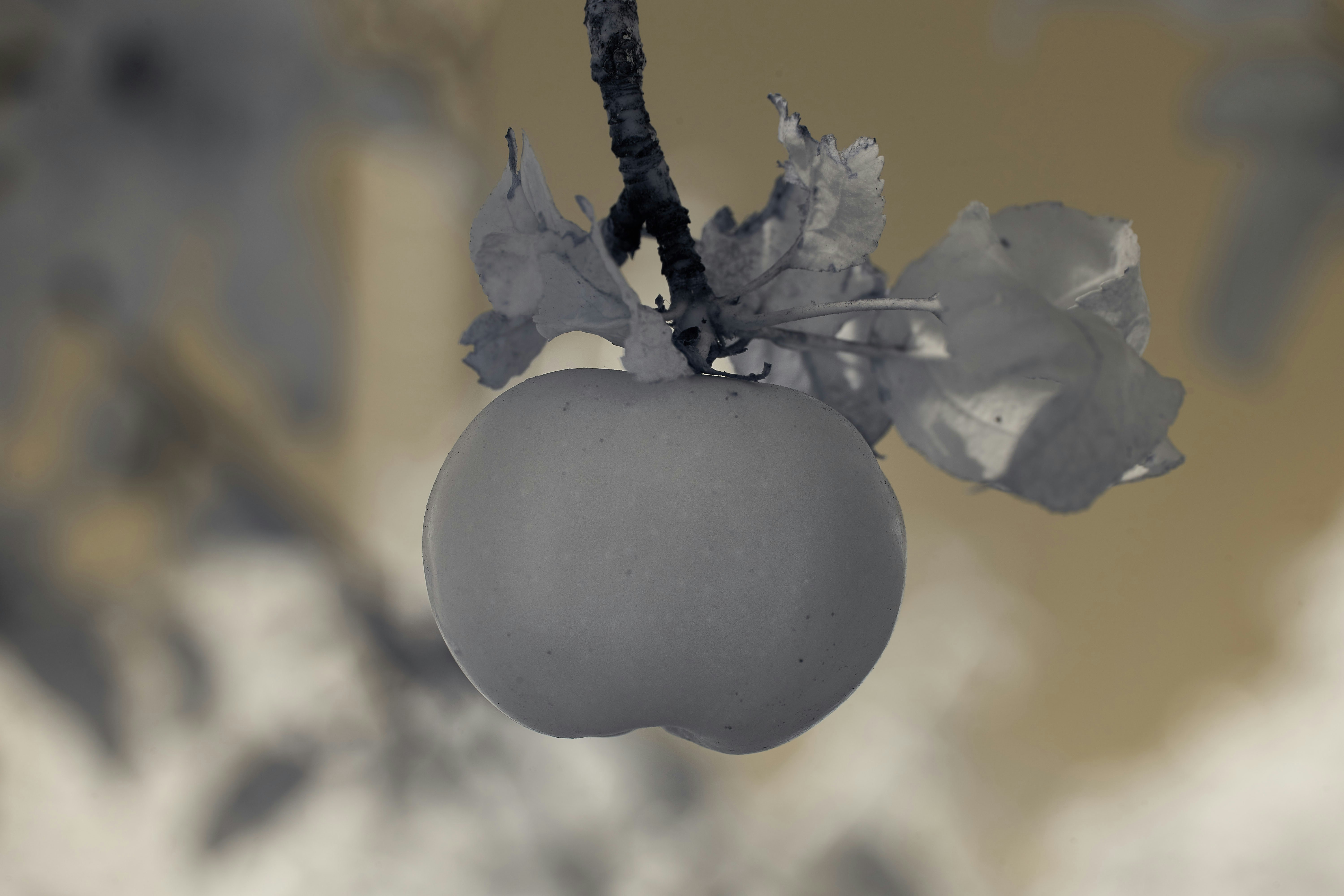 Apple in a Petalled Halo: A Desaturated Orchard Close-Up