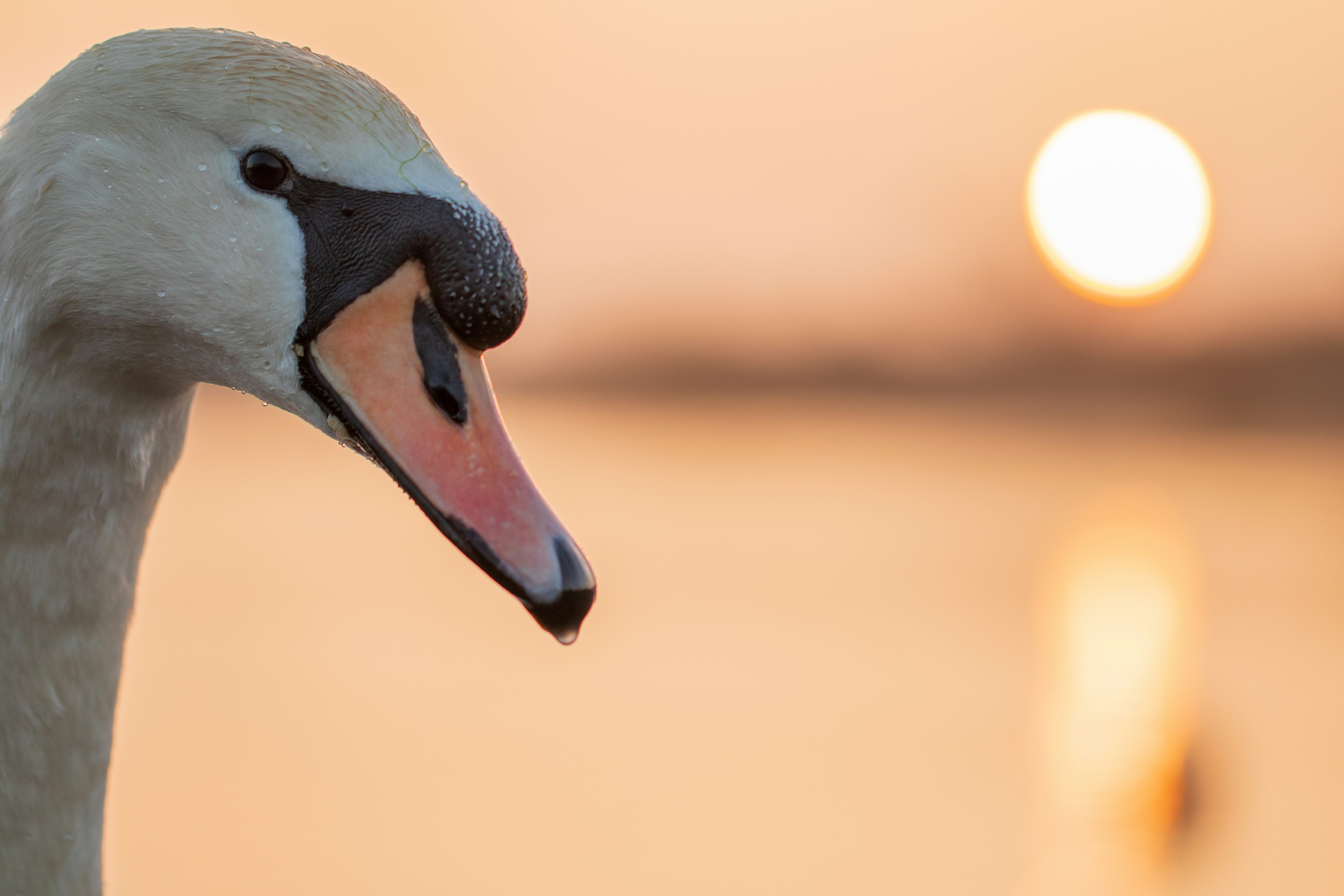 Swan in Golden Hour: Close-Up by a Quiet Lake