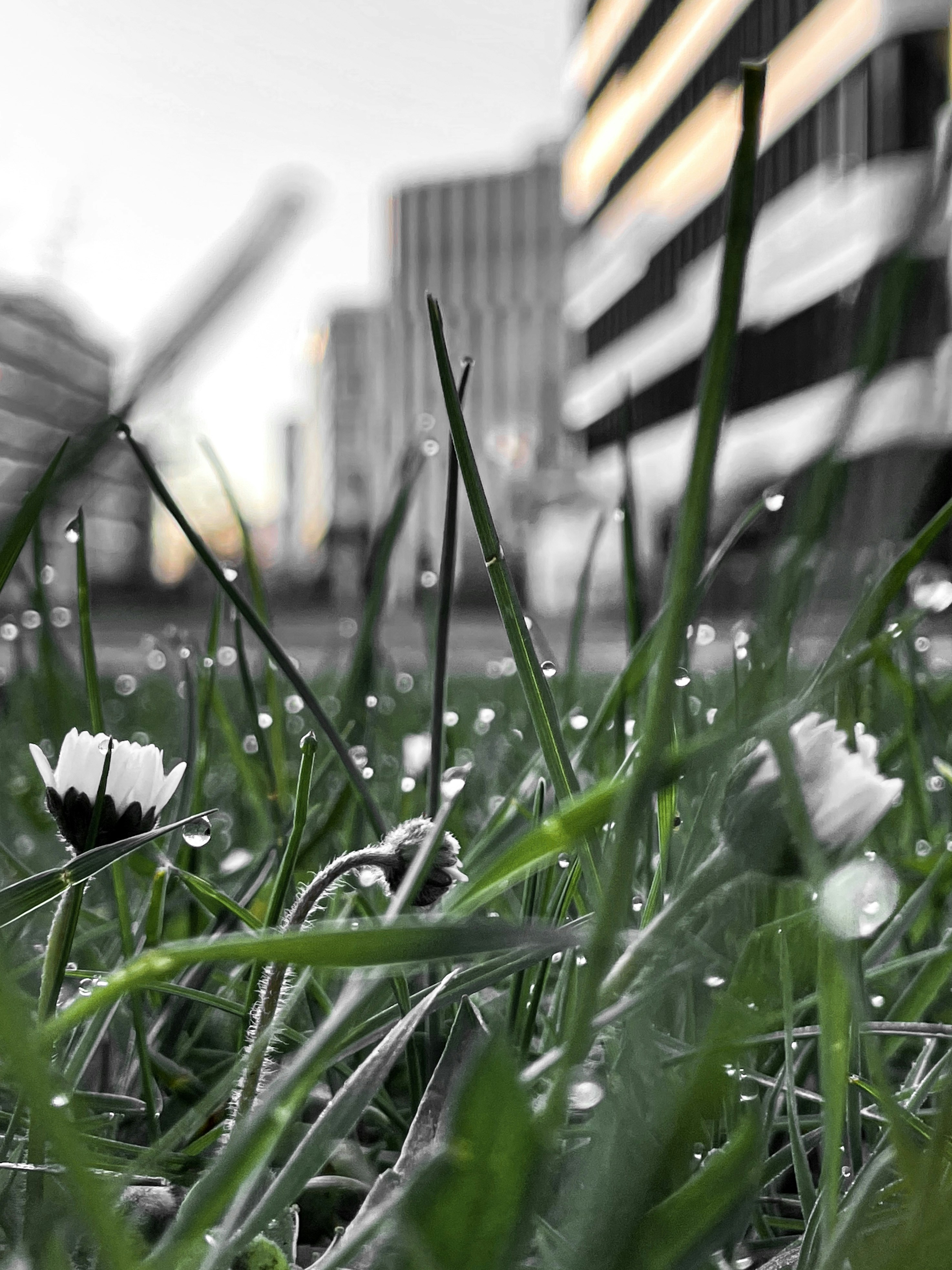 Dew-Laced Grasses Frame a Quiet Cityscape