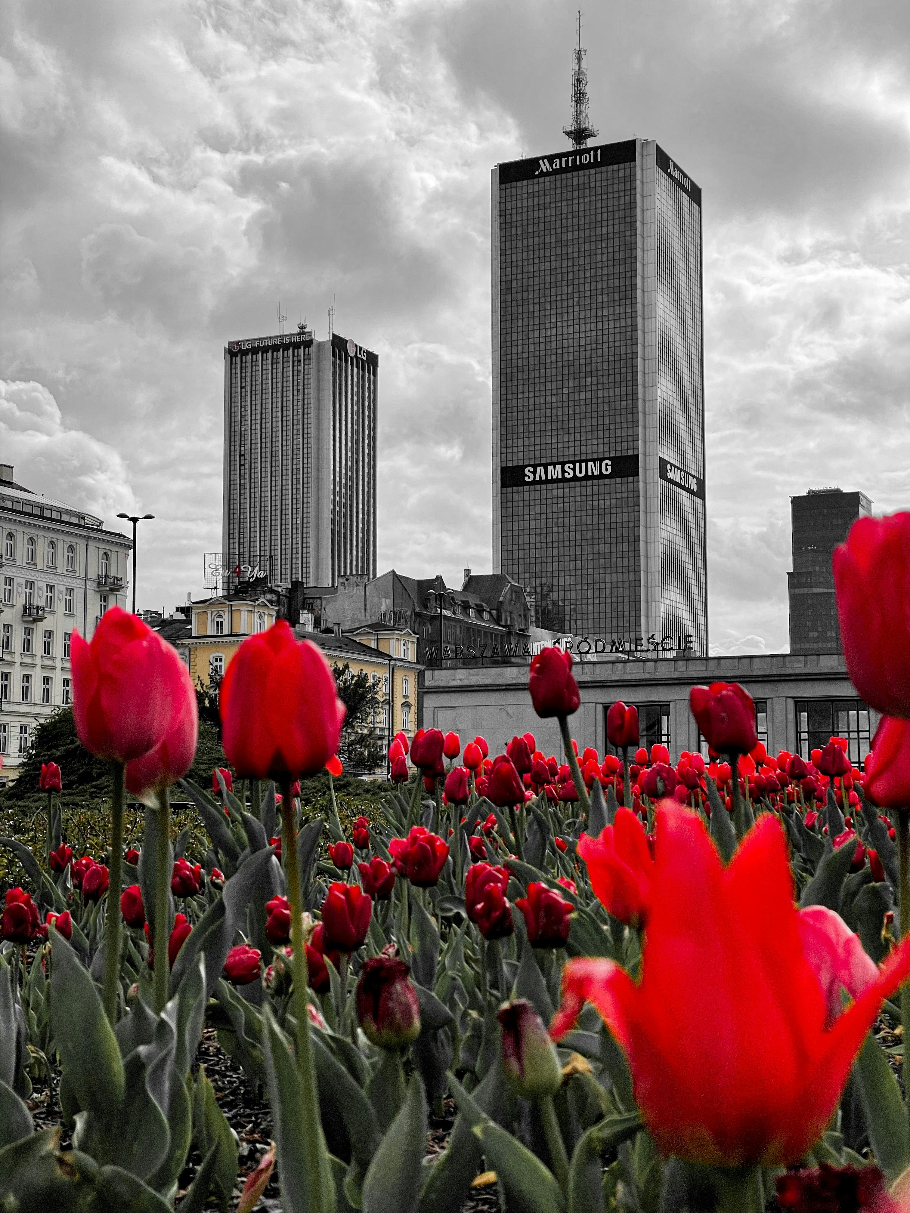 Tulip Field with Corporate Towers Framed in Monochrome Sky