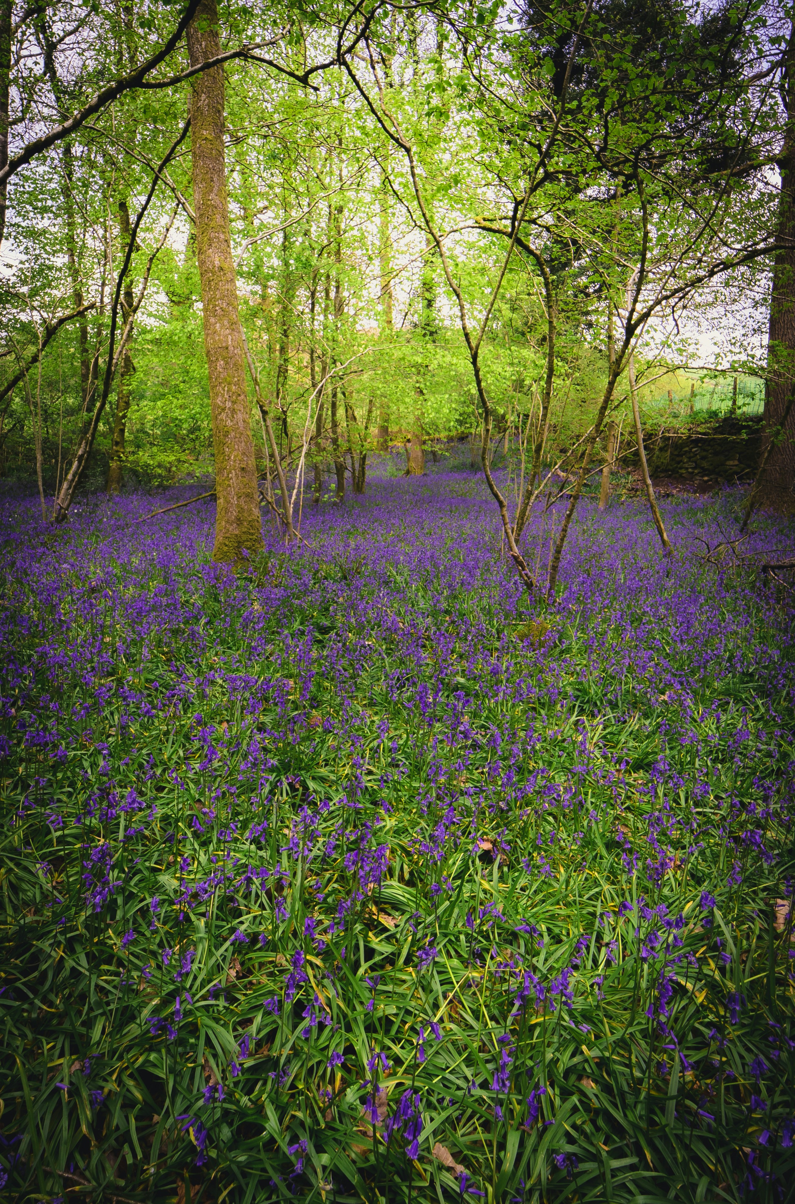 Emerald carpet: bluebell meadow beneath a sunlit canopy