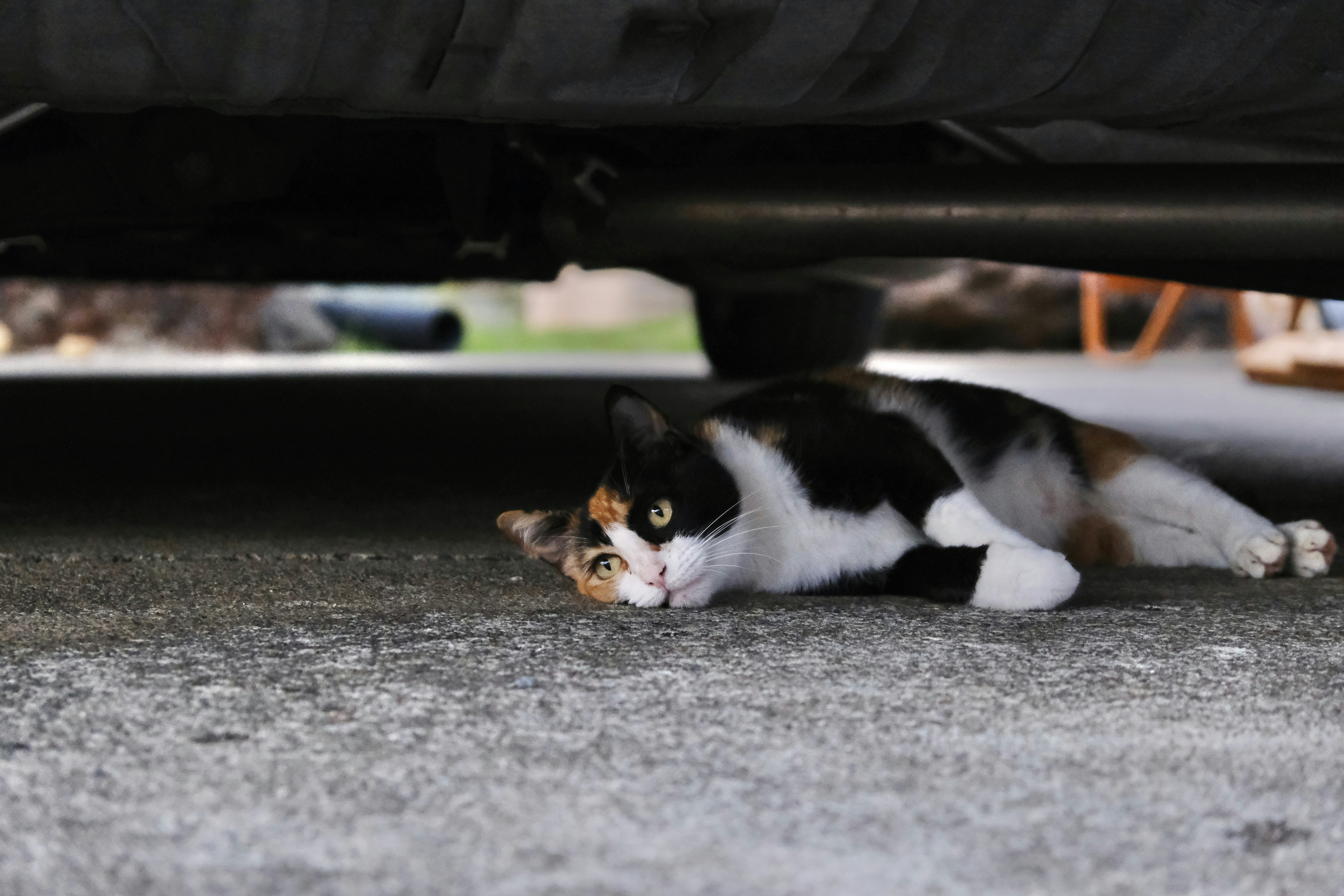 Under the Car, a Calico's Quiet Repose