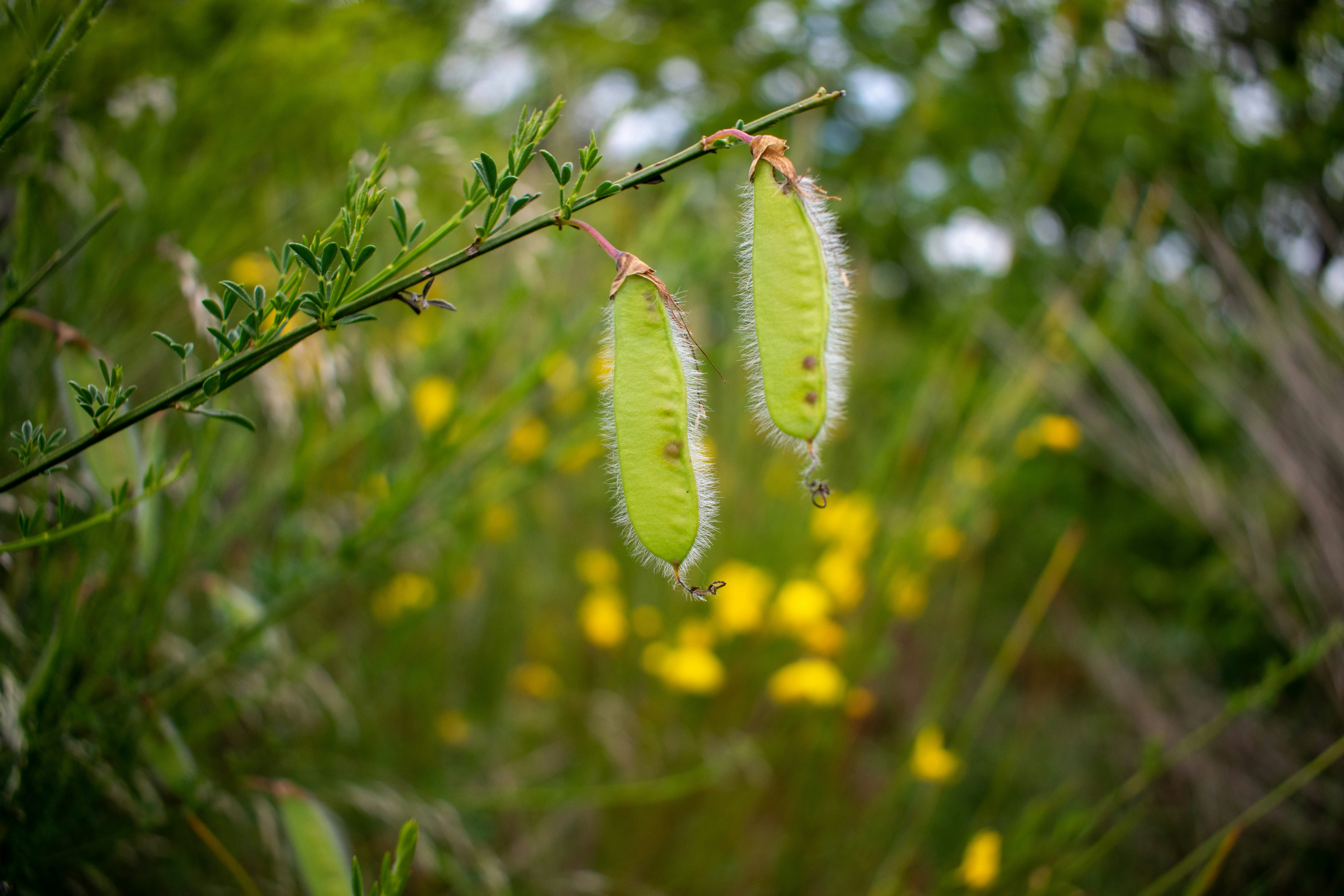 Hanging Legumes: a close look at seed pods amid wildflowers
