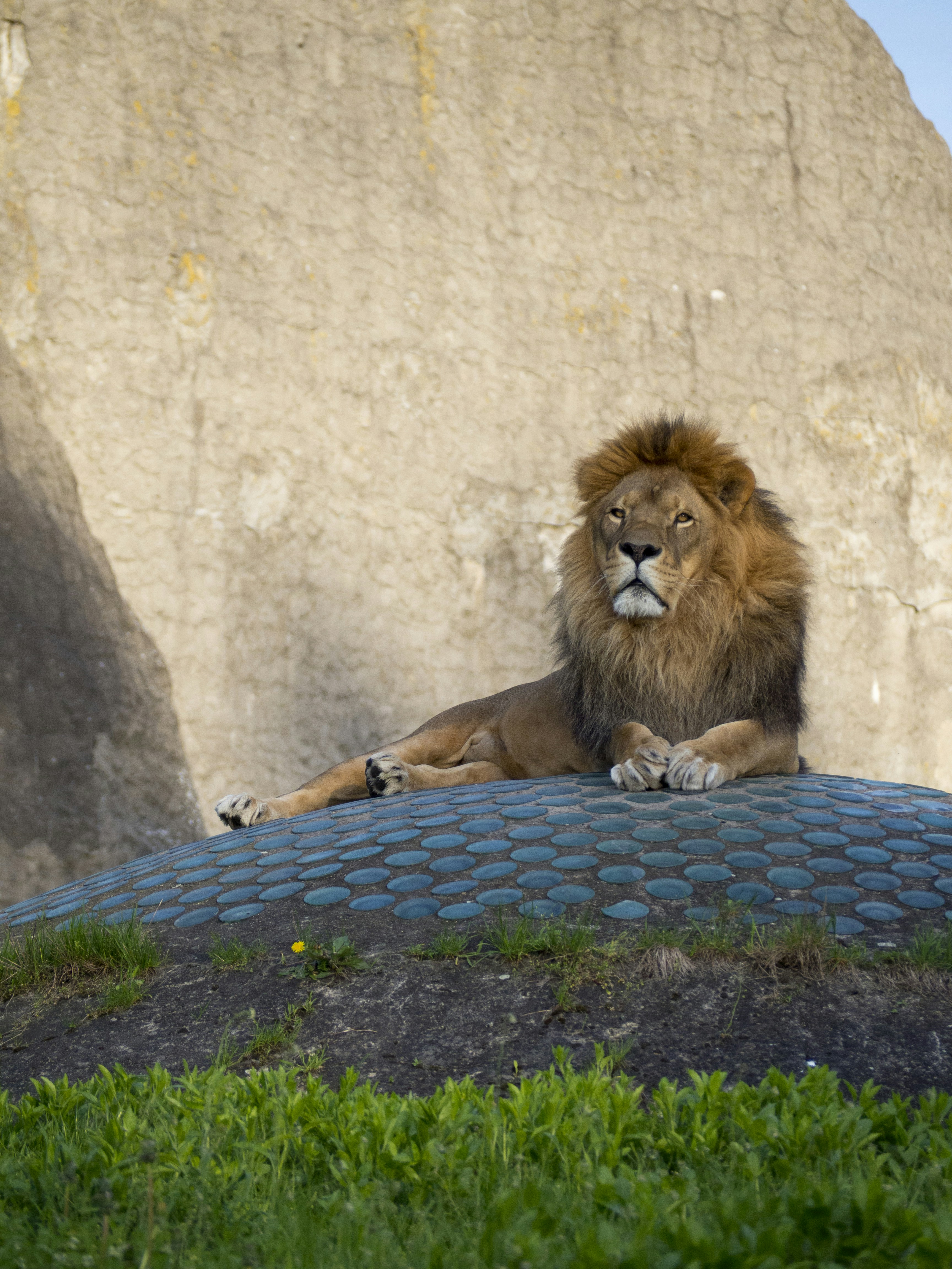 Lion at Rest atop a Cerulean Mosaic Dome