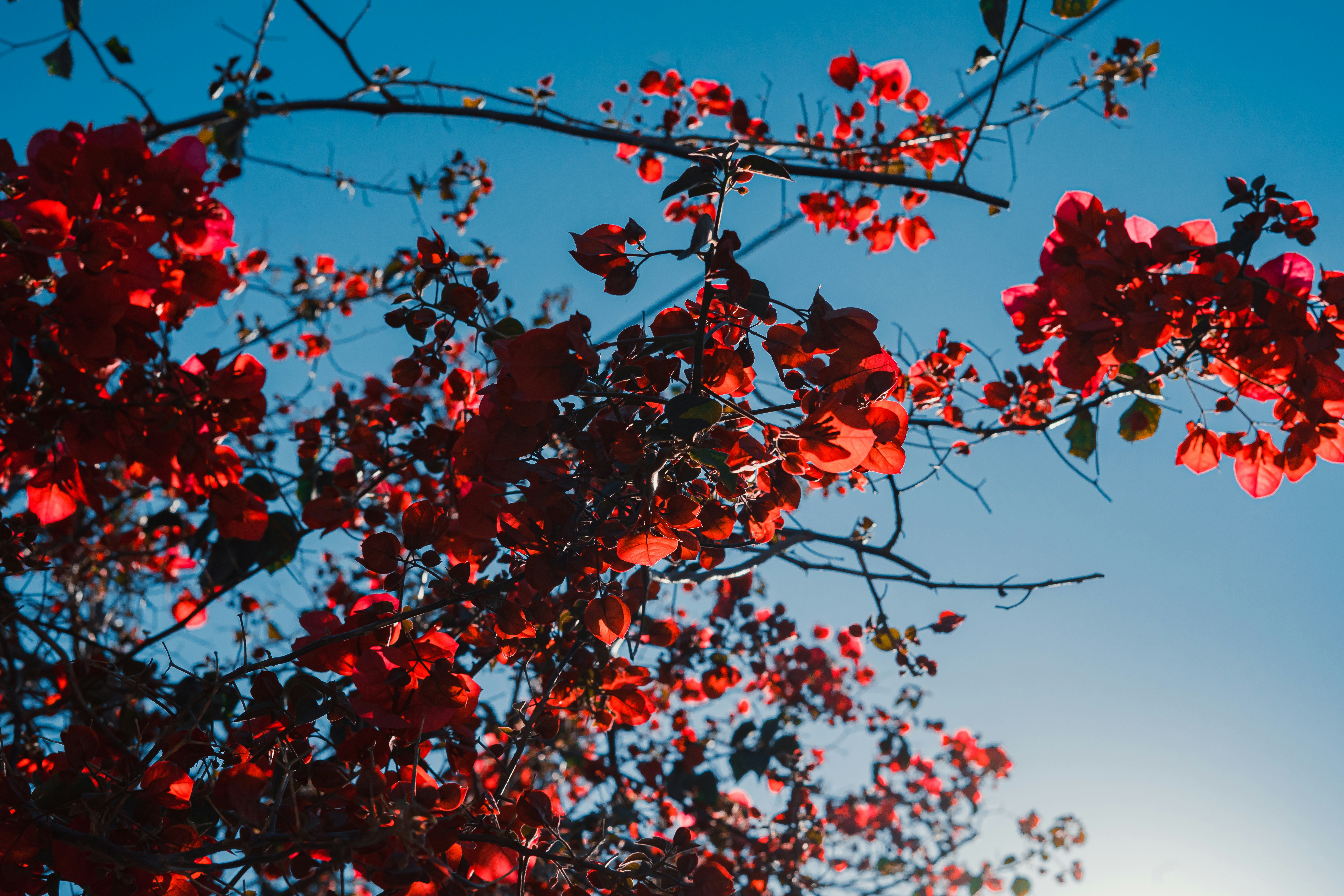 Red leaves tree under white sky during daytime photo – Free Red Image ...