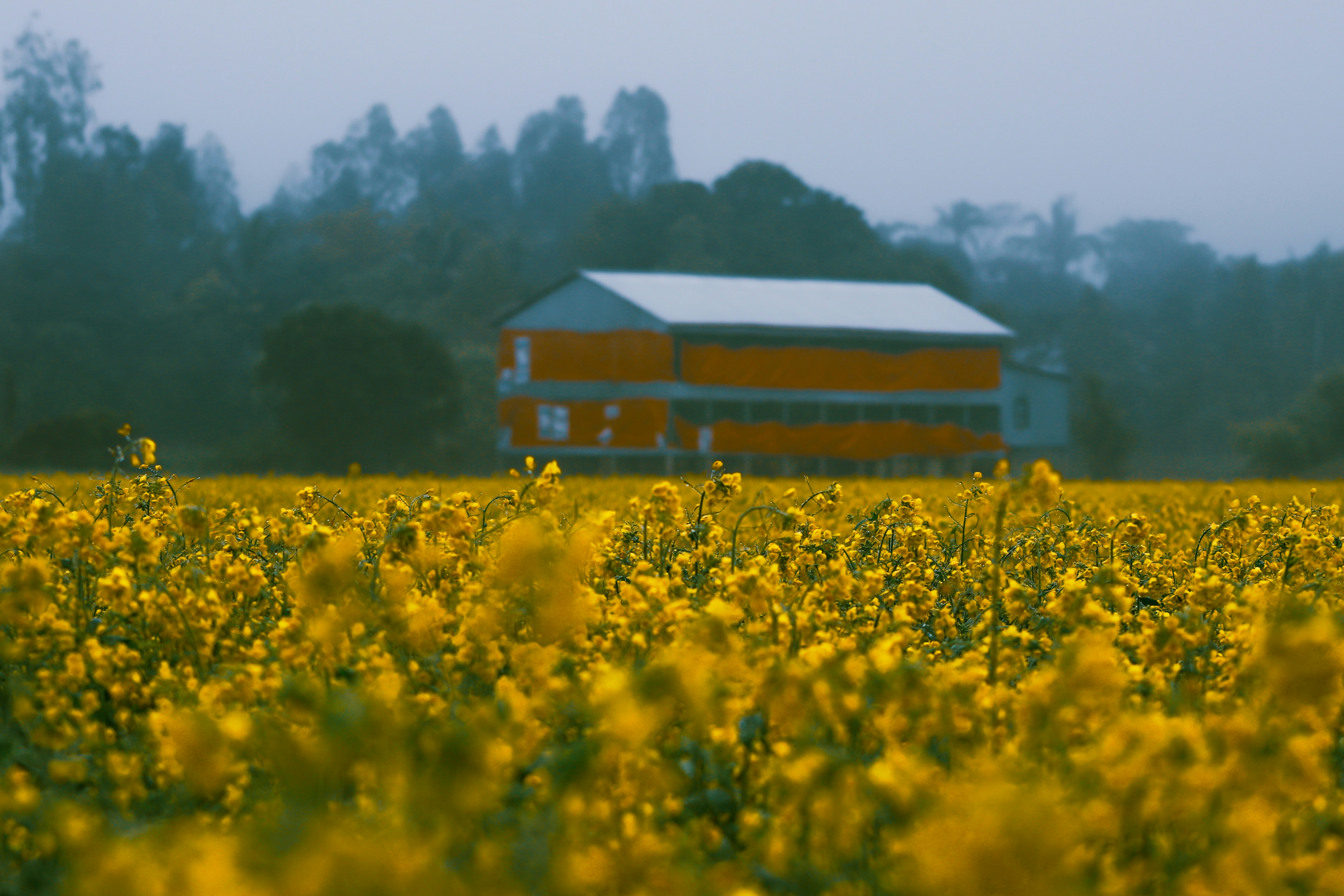 Field of vibrant yellow flowers with a rustic wooden house in the background under a cloudy sky.