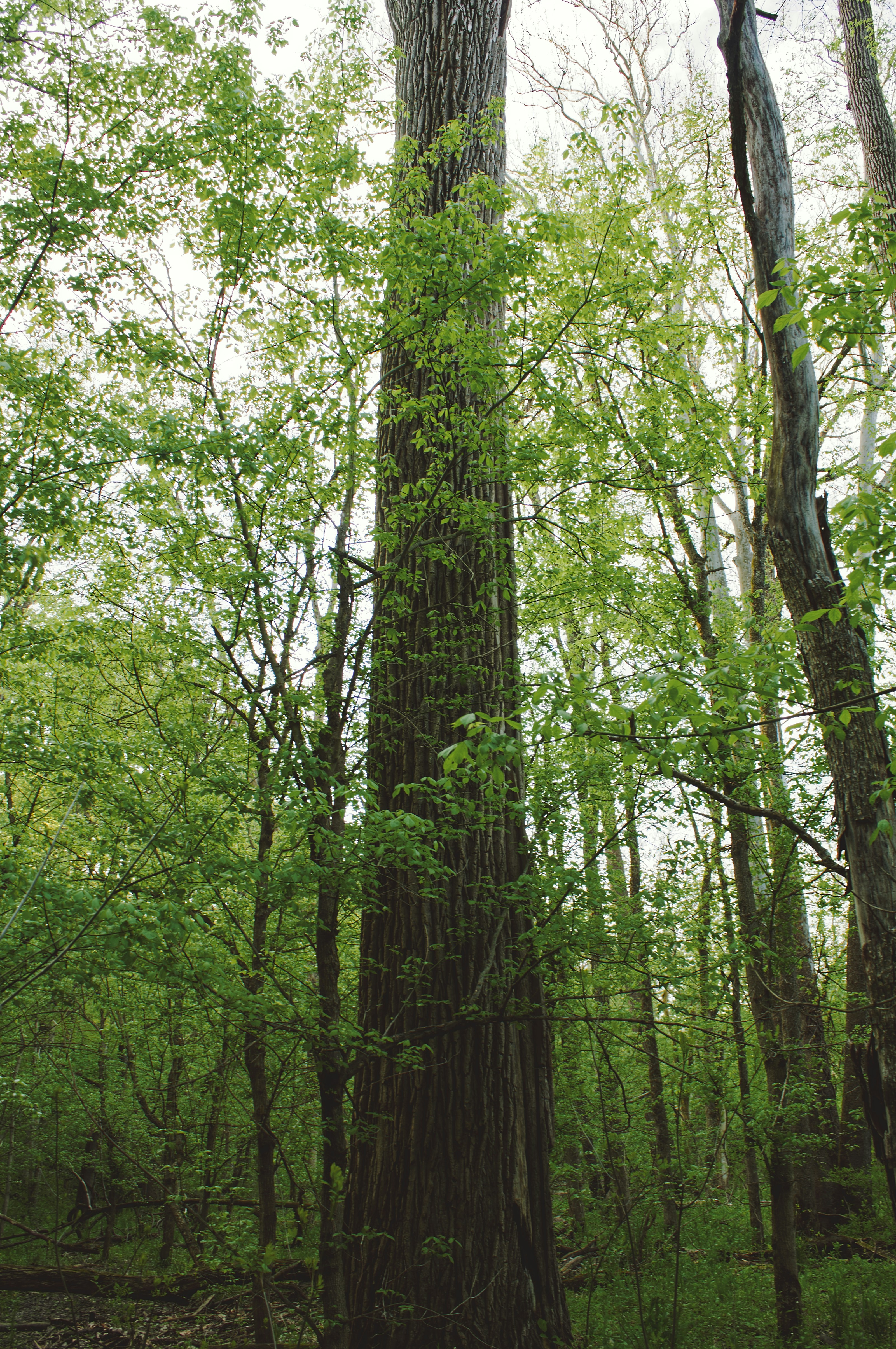Emerald Trunk Cathedral: A Quiet Forest Portrait