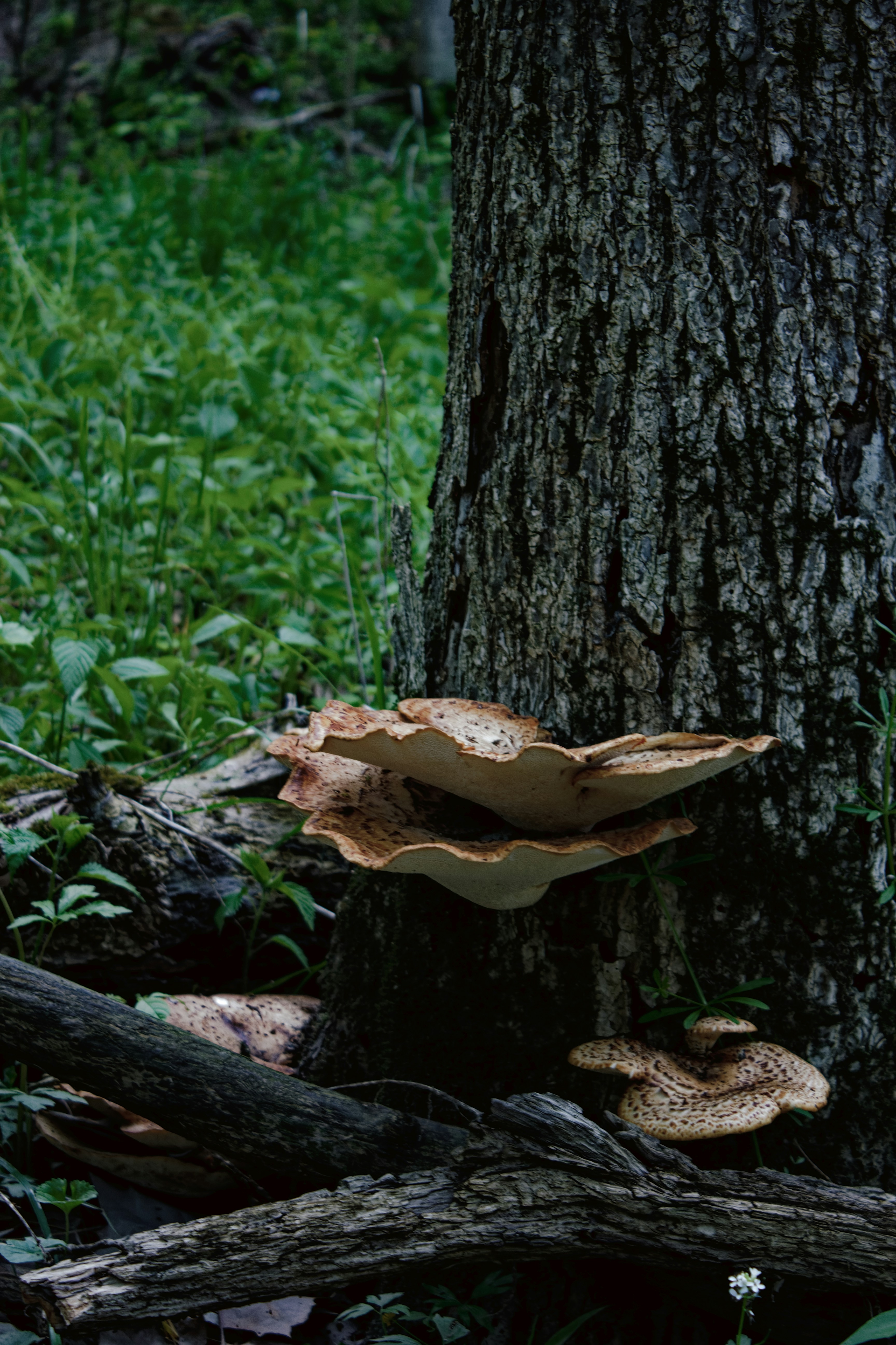 Large, textured fungi growing on the side of a tree amidst lush green foliage and fallen branches.