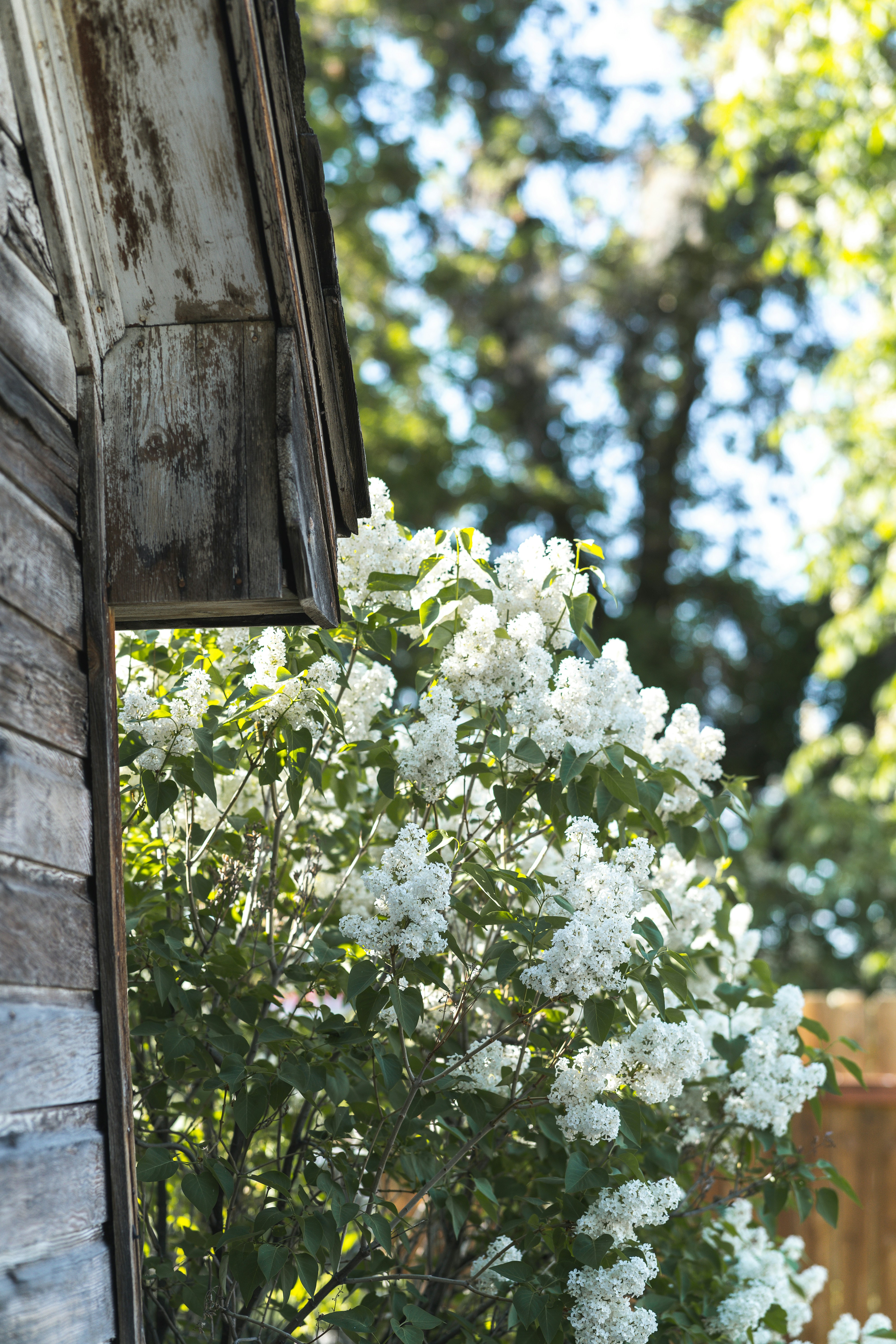 White-lace Blooms Framing a Weathered Shed