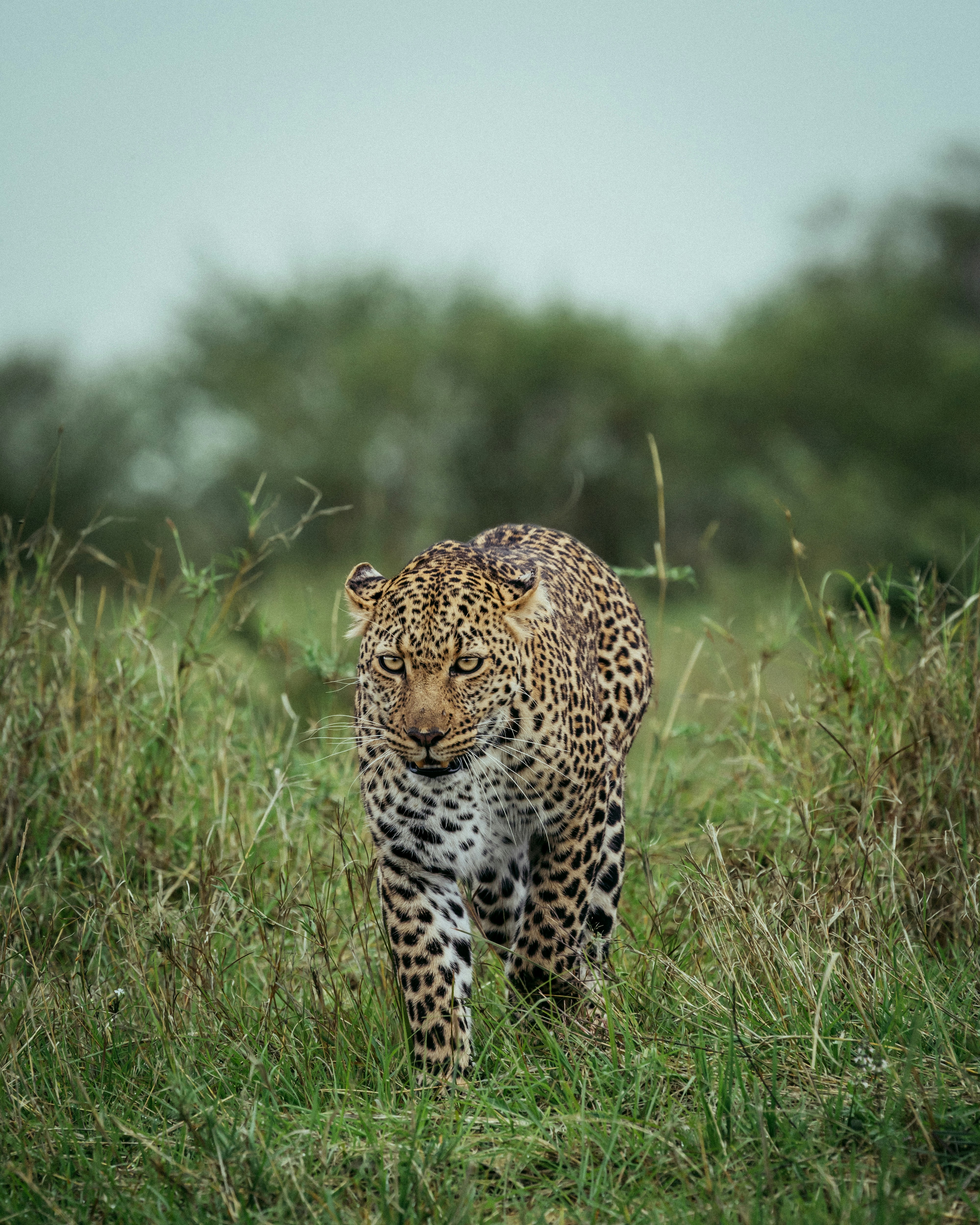 Leopard walking on green grass field during daytime photo – Free ...