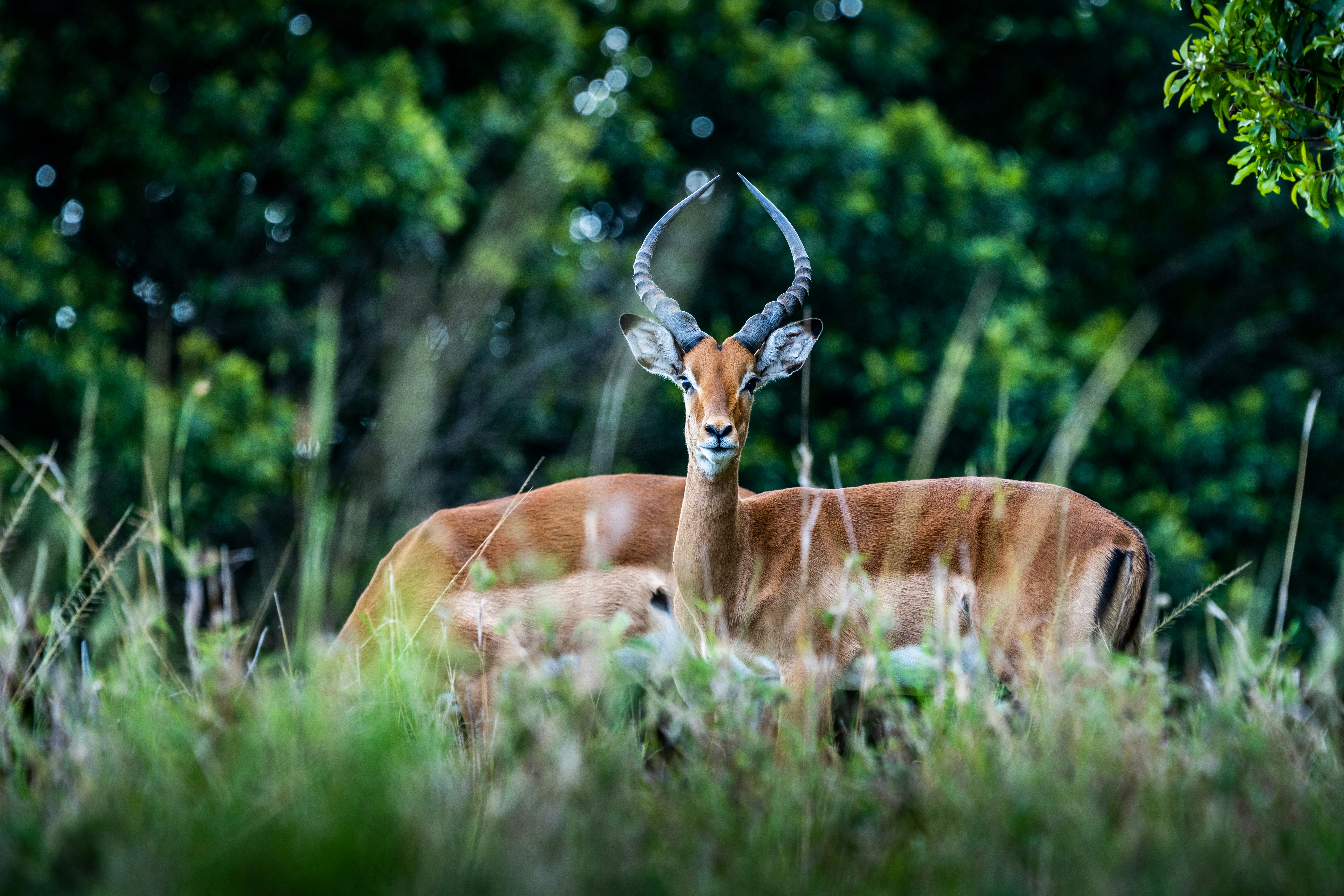 This captivating image features a poised antelope standing amidst lush greenery, creating a serene and natural ambiance. The rich, earthy tones of the antelope's fur contrast beautifully with the deep greens of the blurred background, highlighting the animal's graceful presence. The composition draws focus to the antelope's elegant horns, set against a softly lit forest that enhances the tranquil and immersive atmosphere.