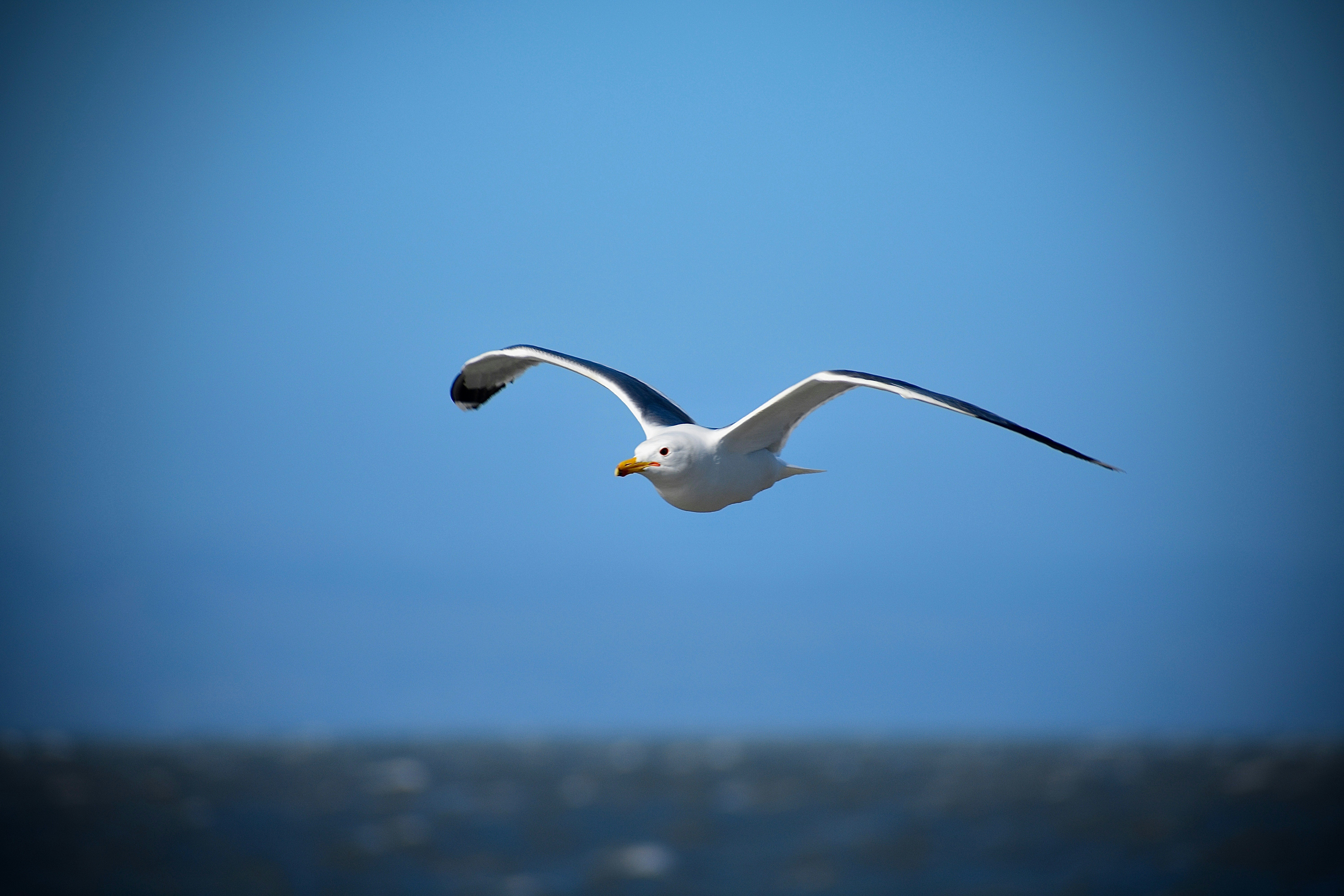 Seagull gliding gracefully over the ocean, wings outstretched against a clear blue sky.